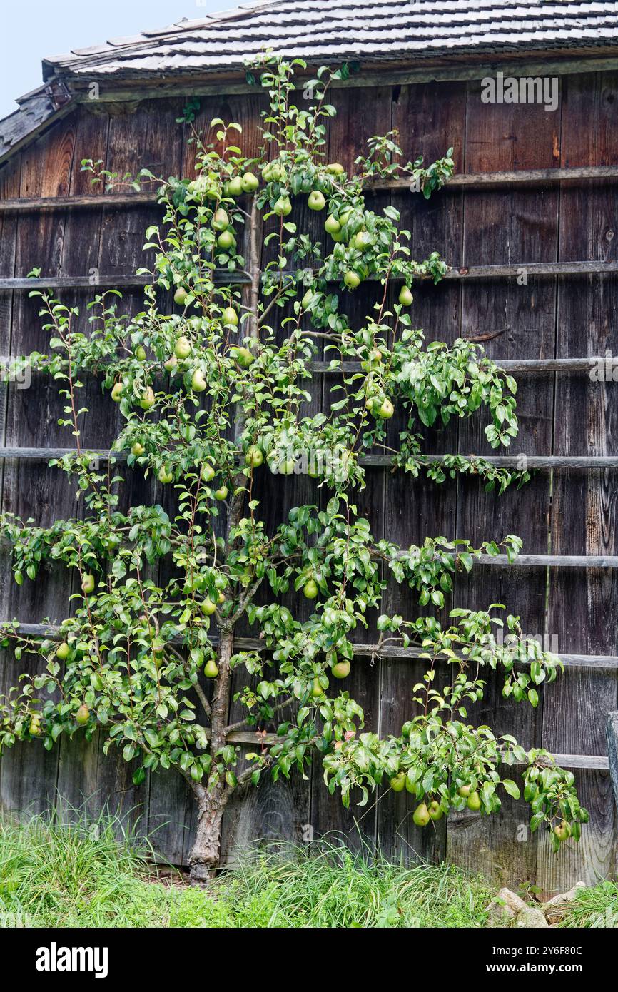 espalier pear tree, space saving, fruit, nature, food, farmhouse, 1675 ...