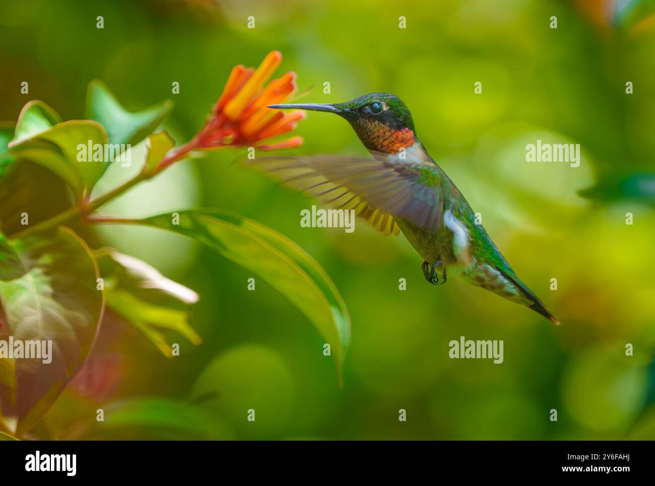Hummingbird natural setting hi-res stock photography and images - Alamy
