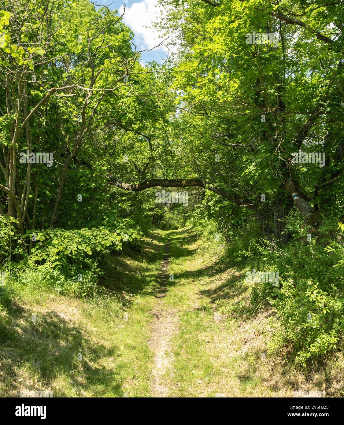 A lush green forest pathway with dense foliage and a clear blue sky ...