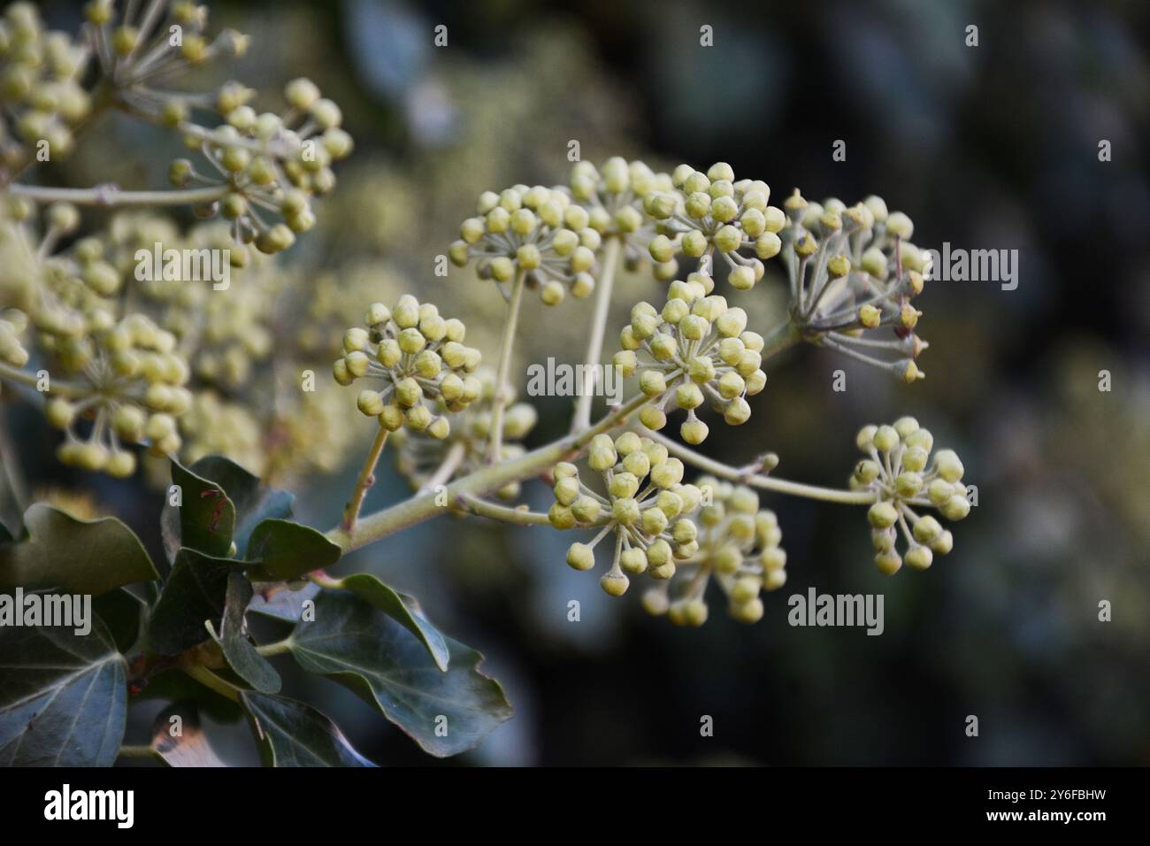 Hedera helix Arborescens, Ivy, Tree Ivy Stock Photo - Alamy
