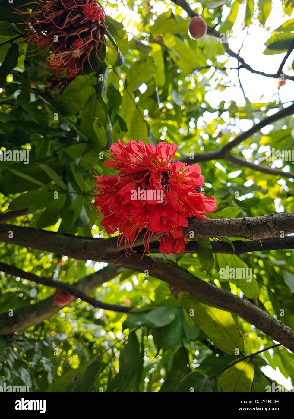 Brownea coccinea rose of Venezuela Stock Photo - Alamy