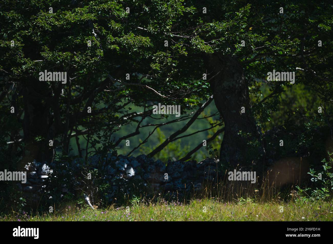View through trees to a blurred background Stock Photo - Alamy