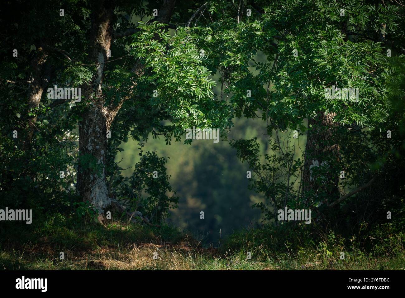 View through trees to a blurred background Stock Photo - Alamy