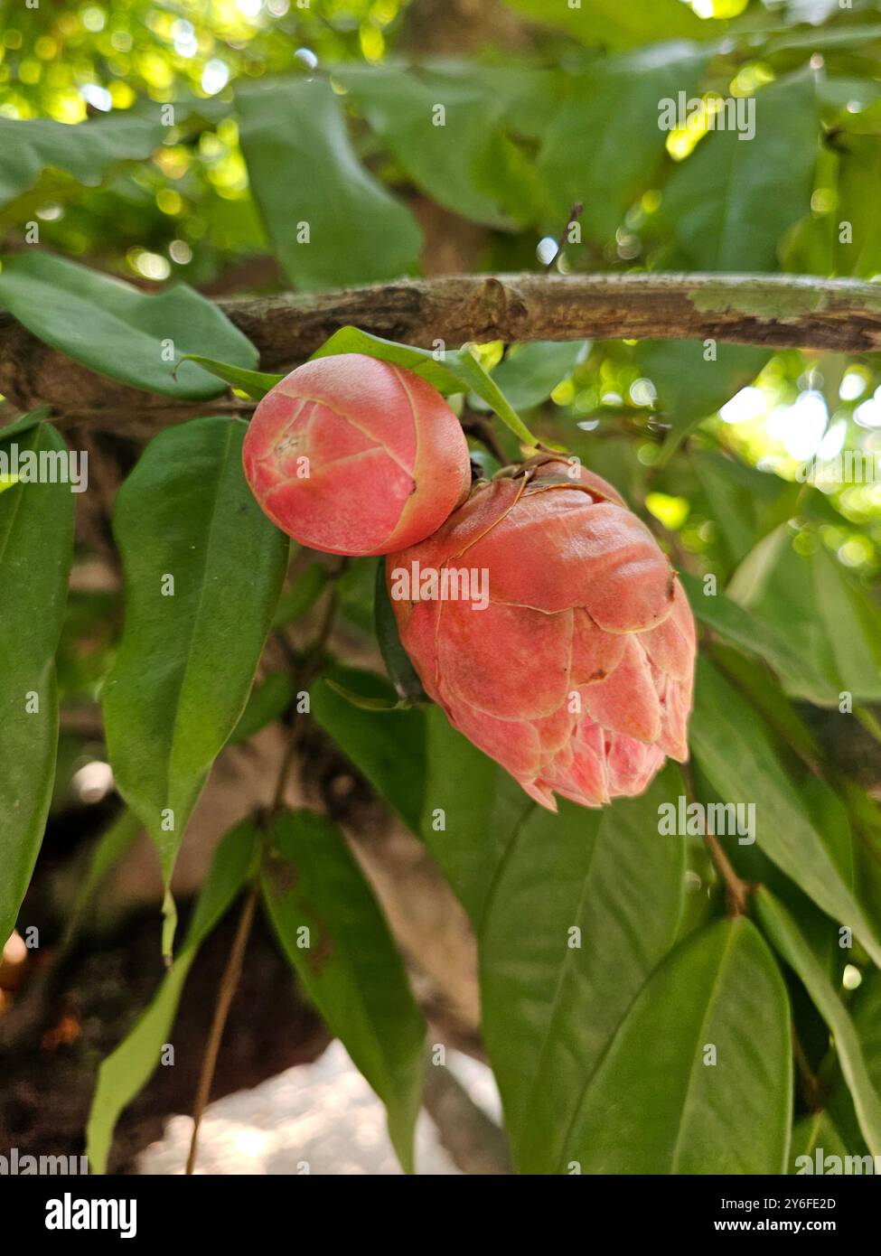 Scarlet brownea hi-res stock photography and images - Alamy