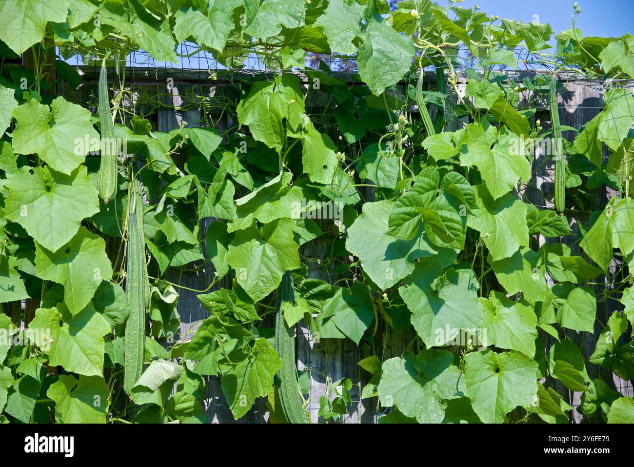 Vegetable garden with Chinese luffa gourds Stock Photo - Alamy