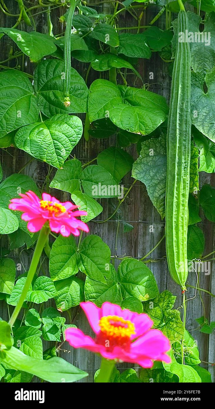 Chinese luffa gourds climbing up the chicken wire mesh Stock Photo - Alamy