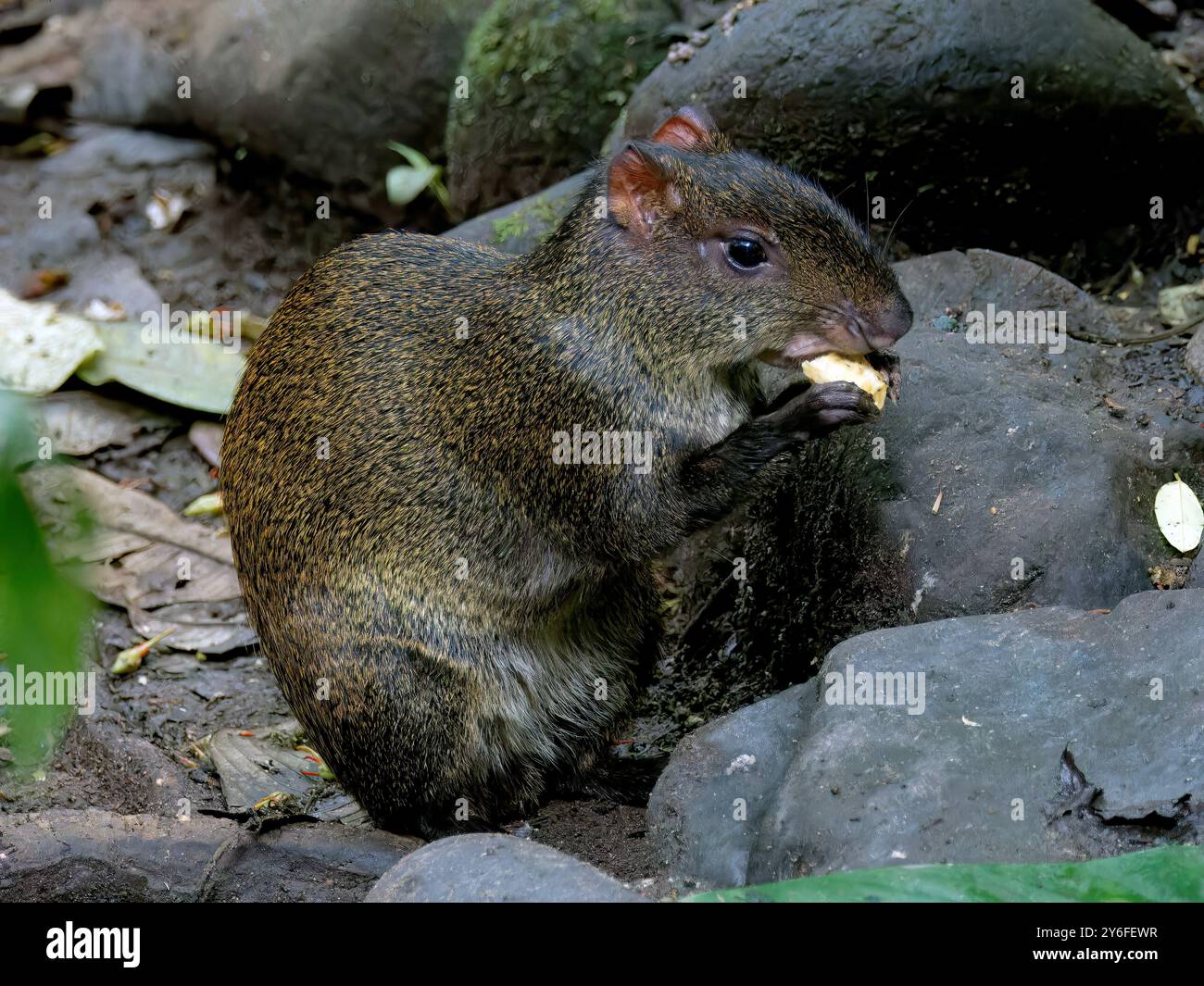 Central American agouti, Mittelamerikanisches Aguti, Agouti ponctué ...
