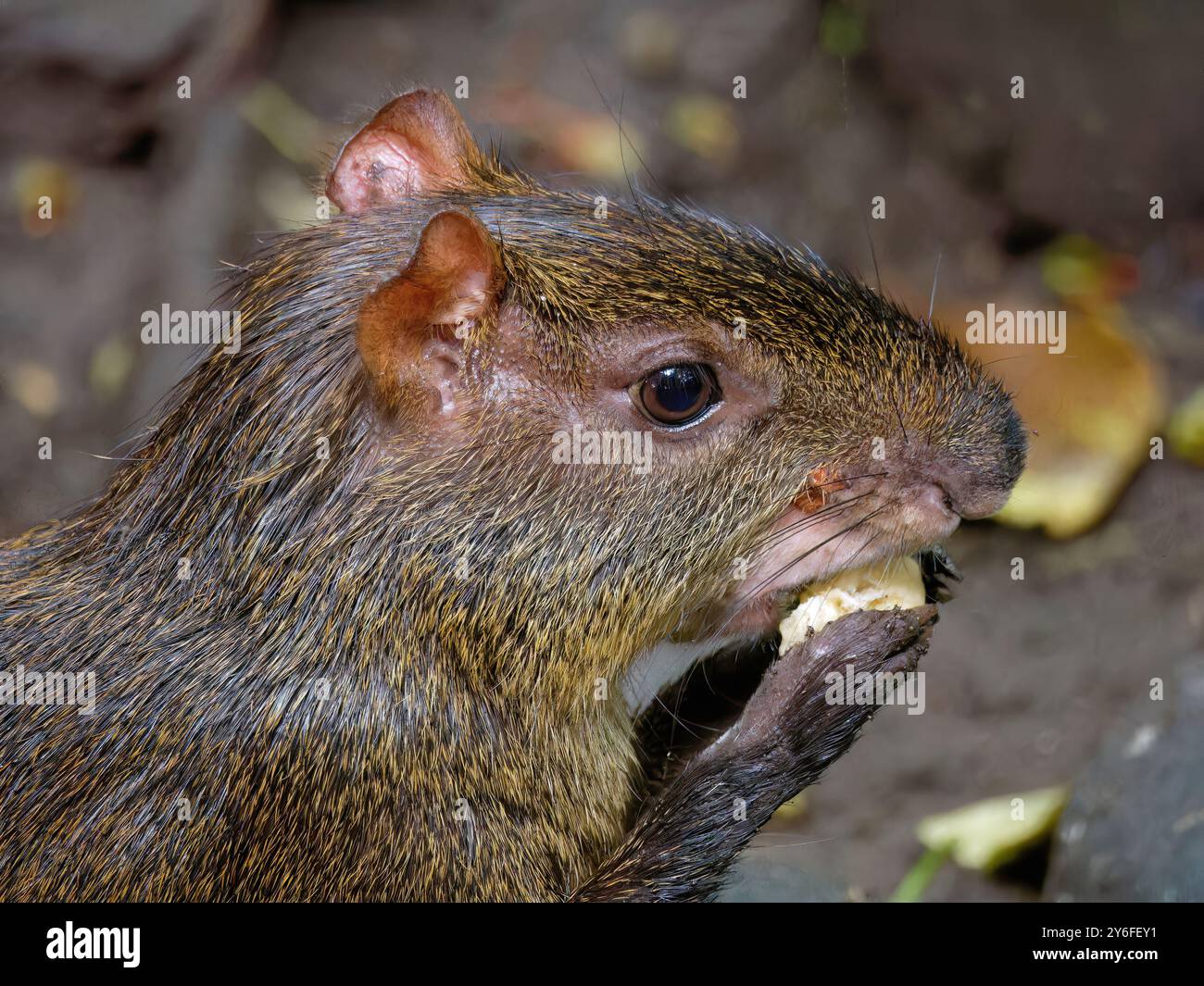 Central American agouti, Mittelamerikanisches Aguti, Agouti ponctué ...