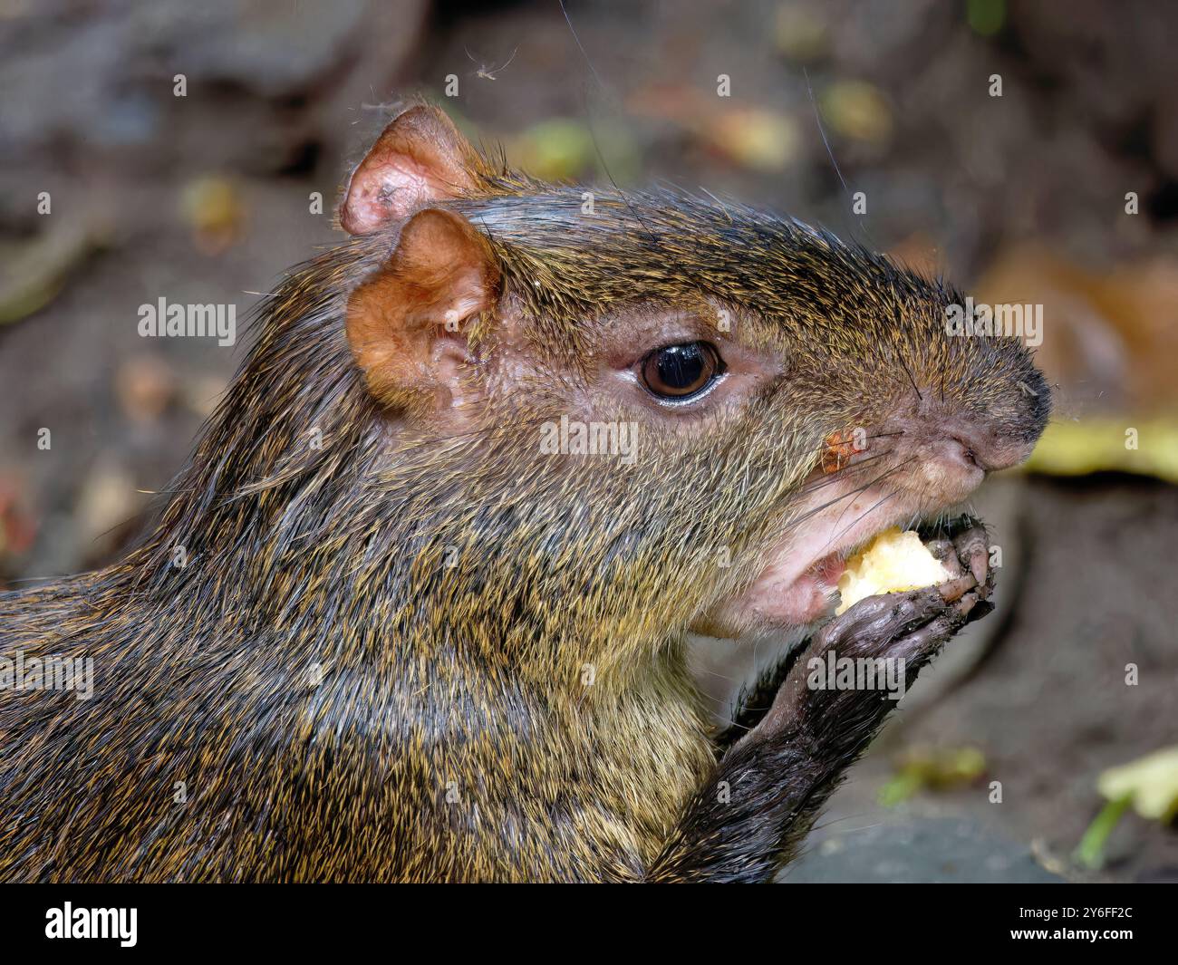 Central American agouti, Mittelamerikanisches Aguti, Agouti ponctué ...