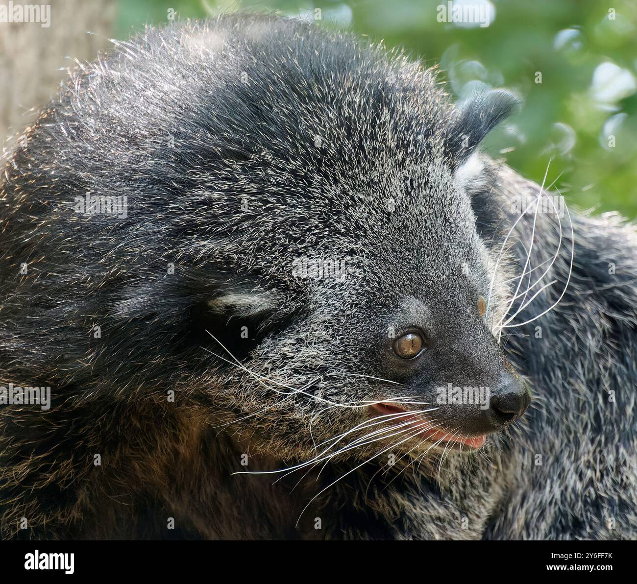 binturong, bearcat, Marderbär, Arctictis binturong, medvenyest Stock ...