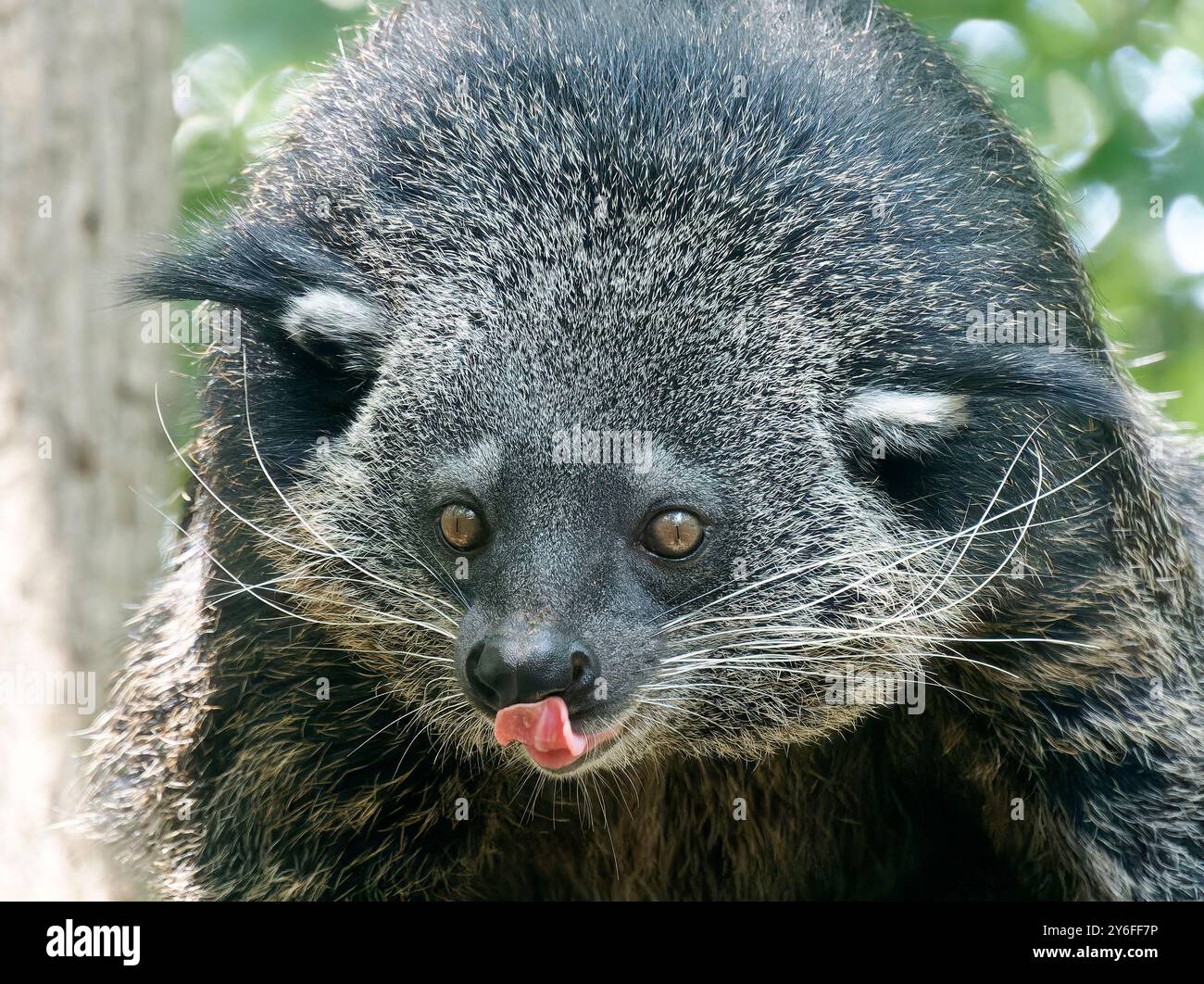 binturong, bearcat, Marderbär, Arctictis binturong, medvenyest Stock ...