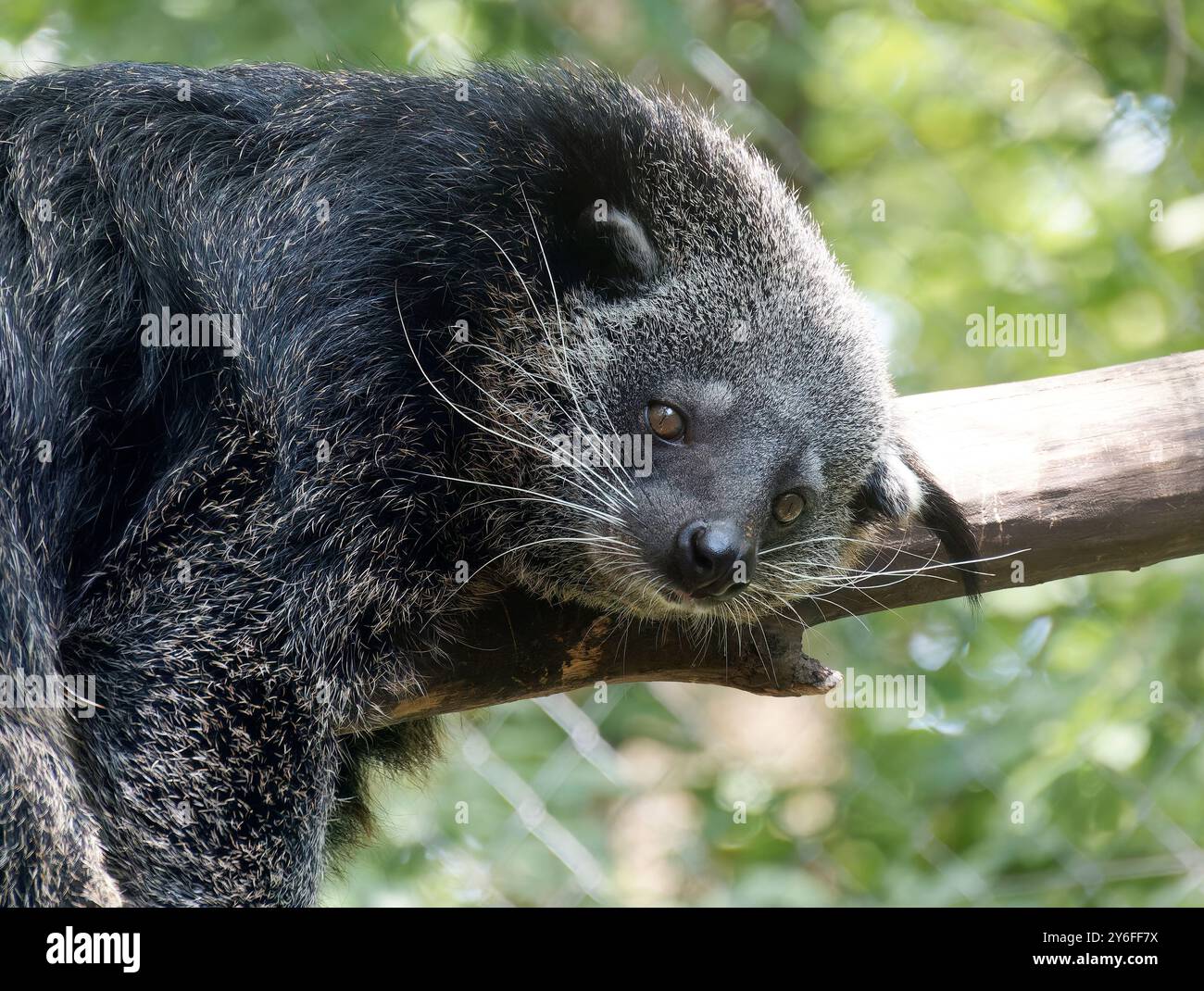 binturong, bearcat, Marderbär, Arctictis binturong, medvenyest Stock ...