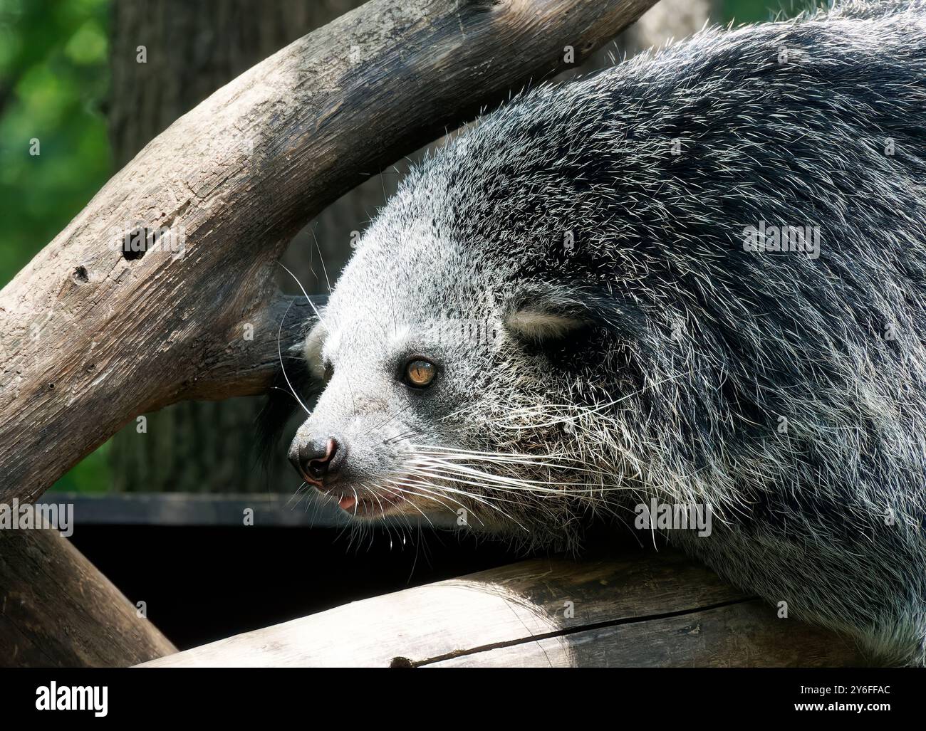 binturong, bearcat, Marderbär, Arctictis binturong, medvenyest Stock ...