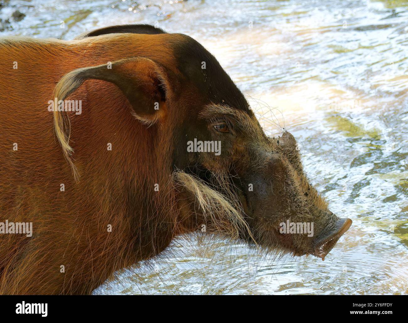 red river hog, bush pig, Pinselohrschwein oder Flussschwein ...