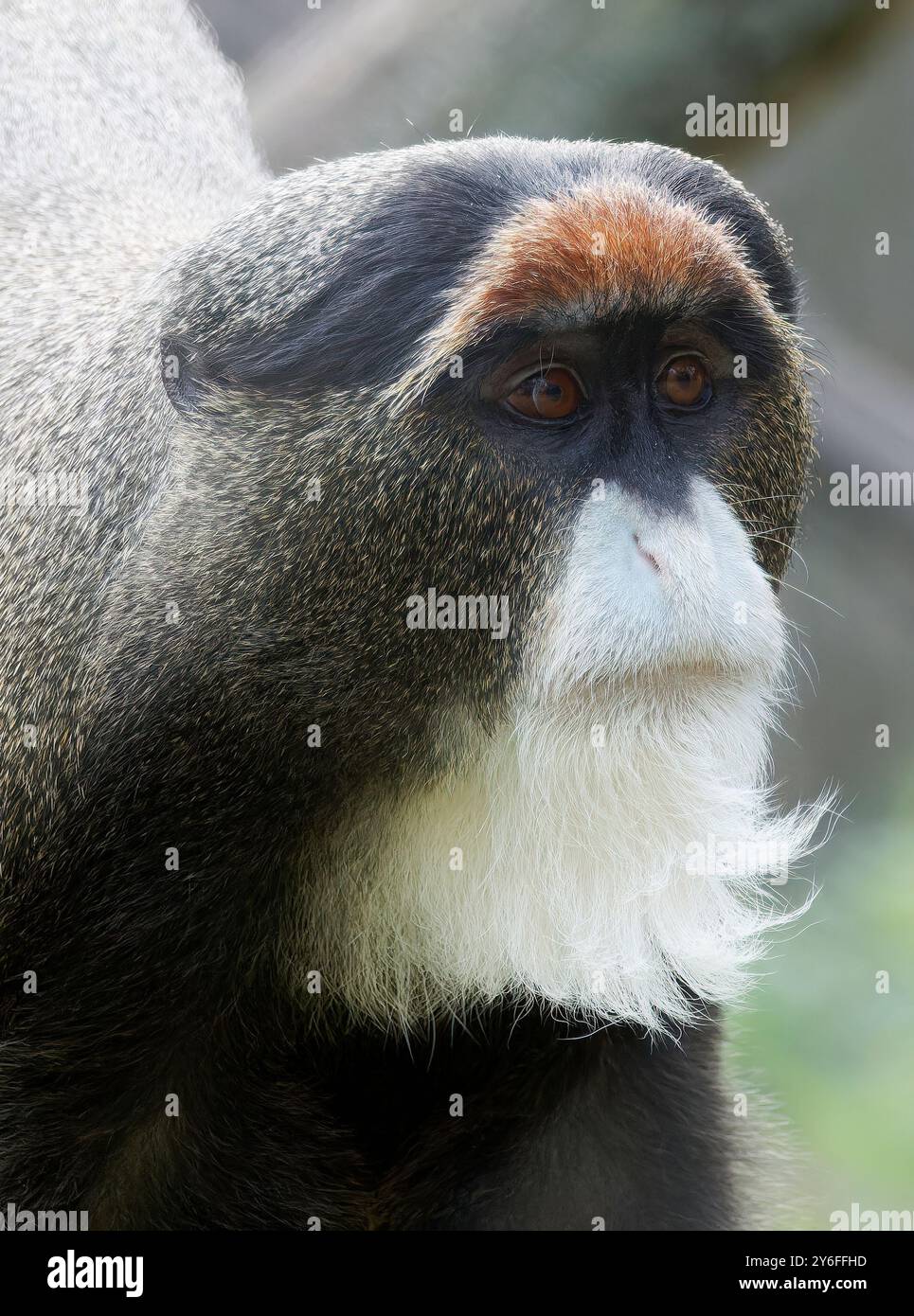 De Brazza's monkey, Brazzameerkatze, cercopithèque de Brazza ...