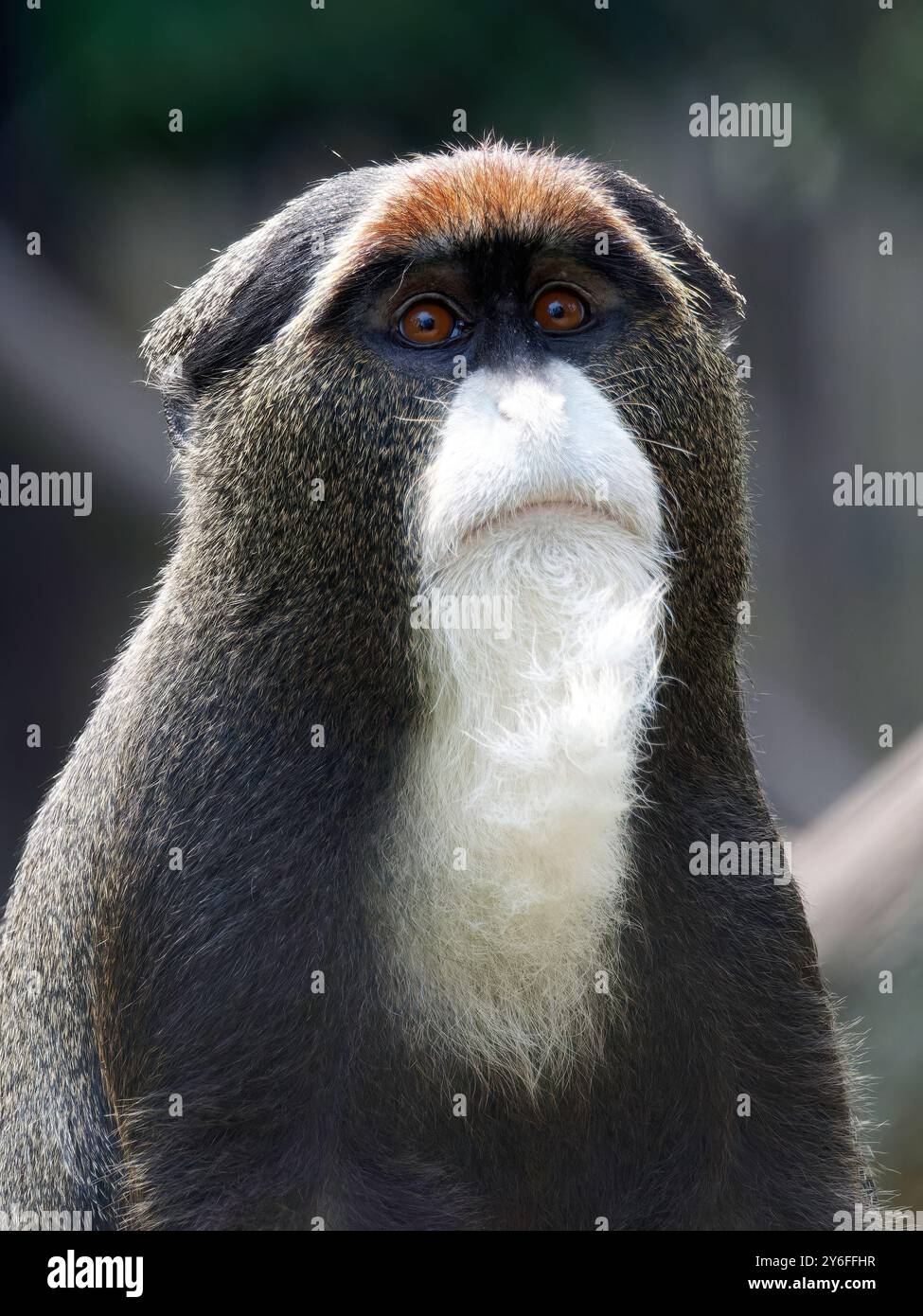 De Brazza's monkey, Brazzameerkatze, cercopithèque de Brazza ...
