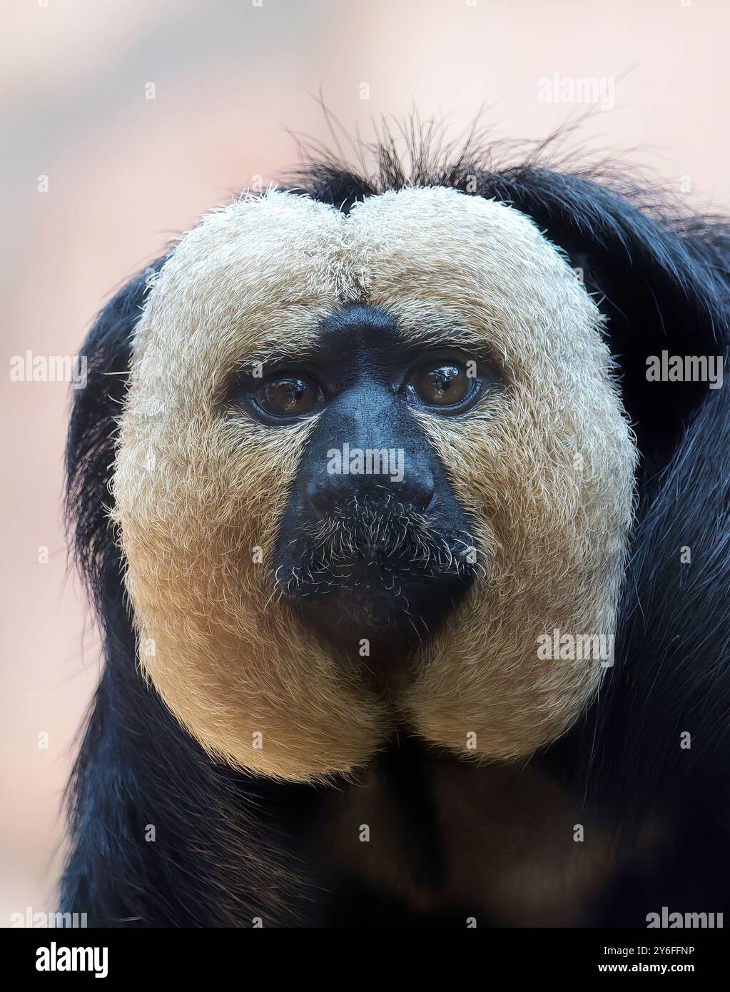 White-faced saki (male), Weißkopfsaki oder Blasskopfsaki, Saki à face ...