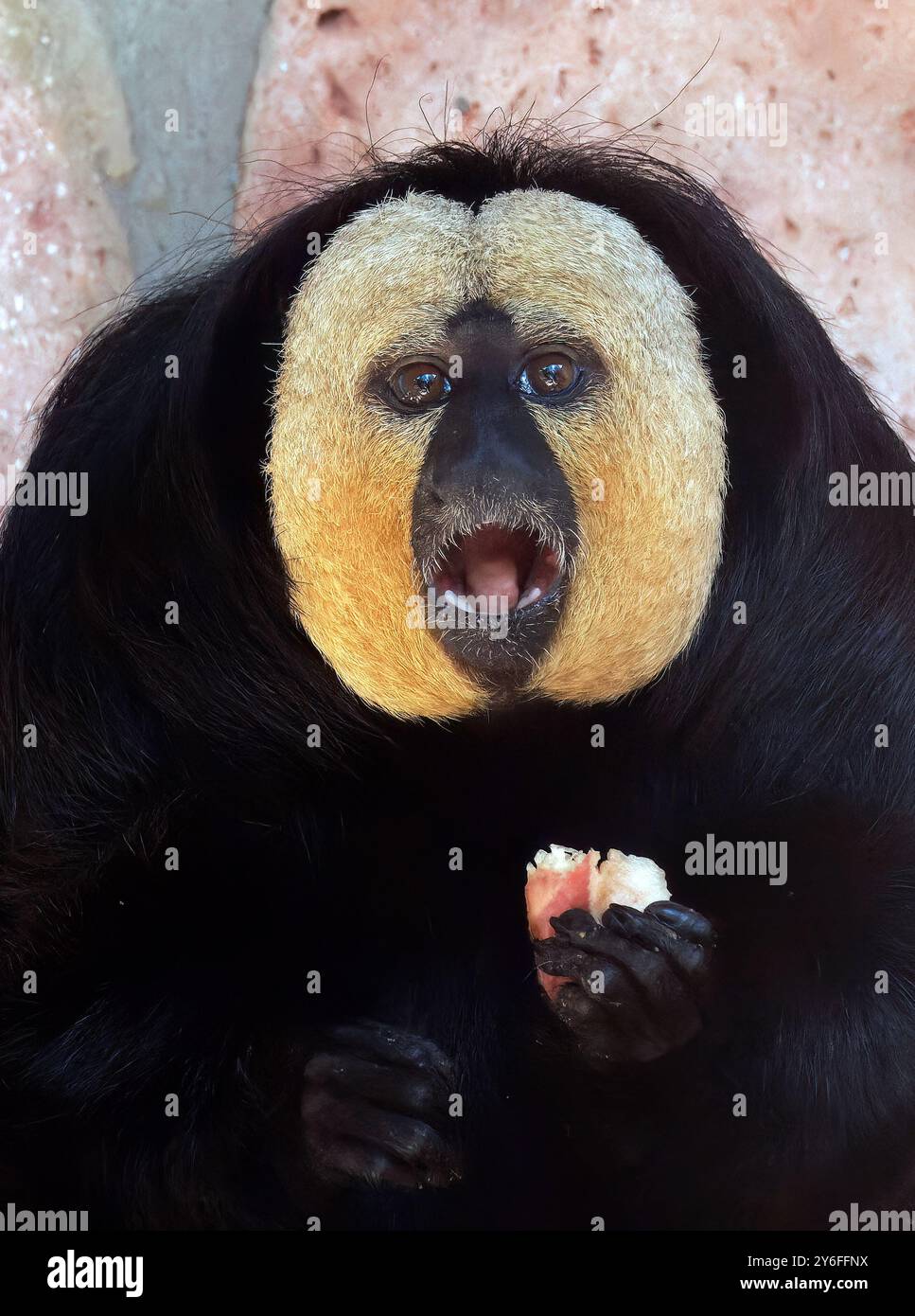 White-faced saki (male), Weißkopfsaki oder Blasskopfsaki, Saki à face ...