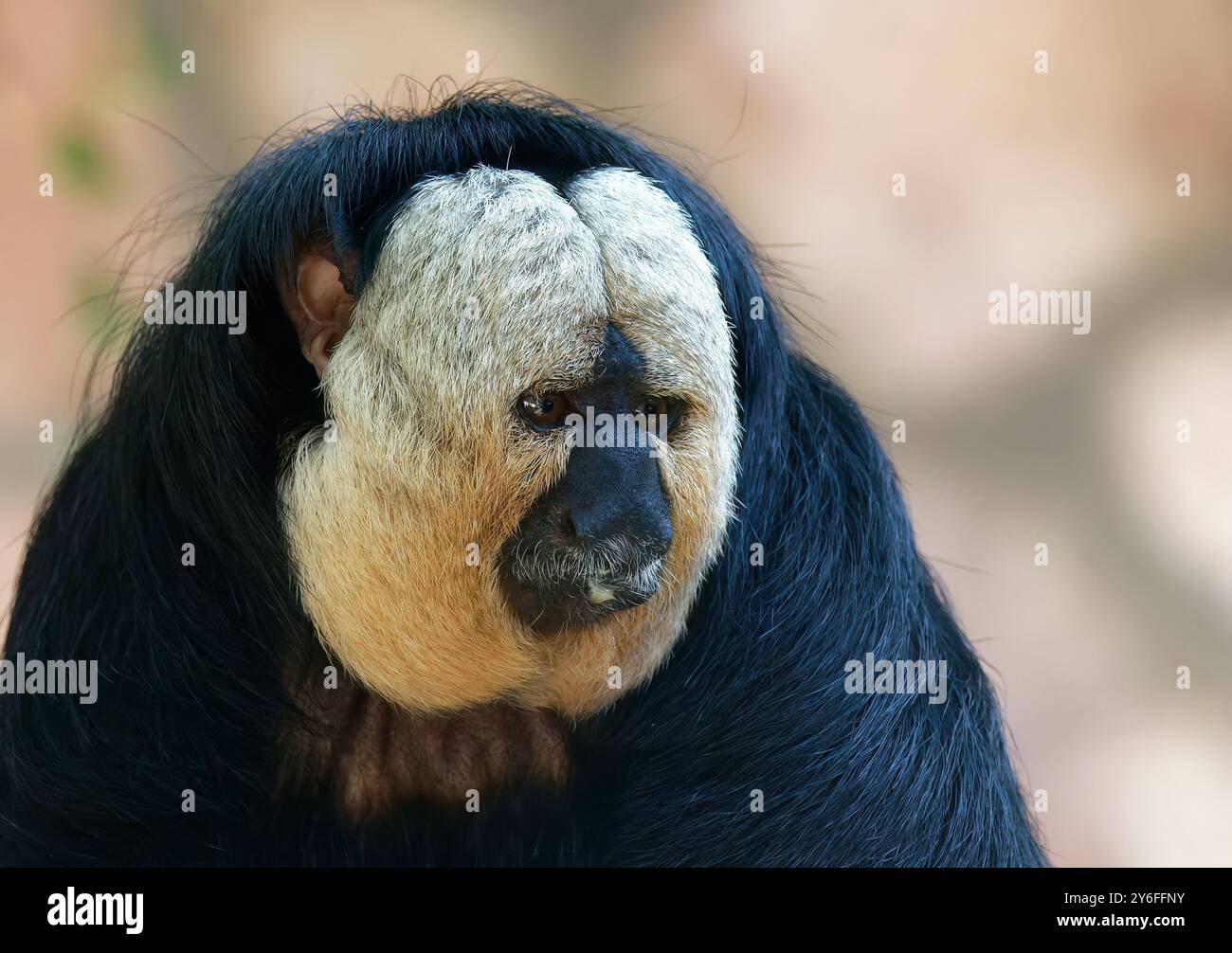 White-faced saki (male), Weißkopfsaki oder Blasskopfsaki, Saki à face ...