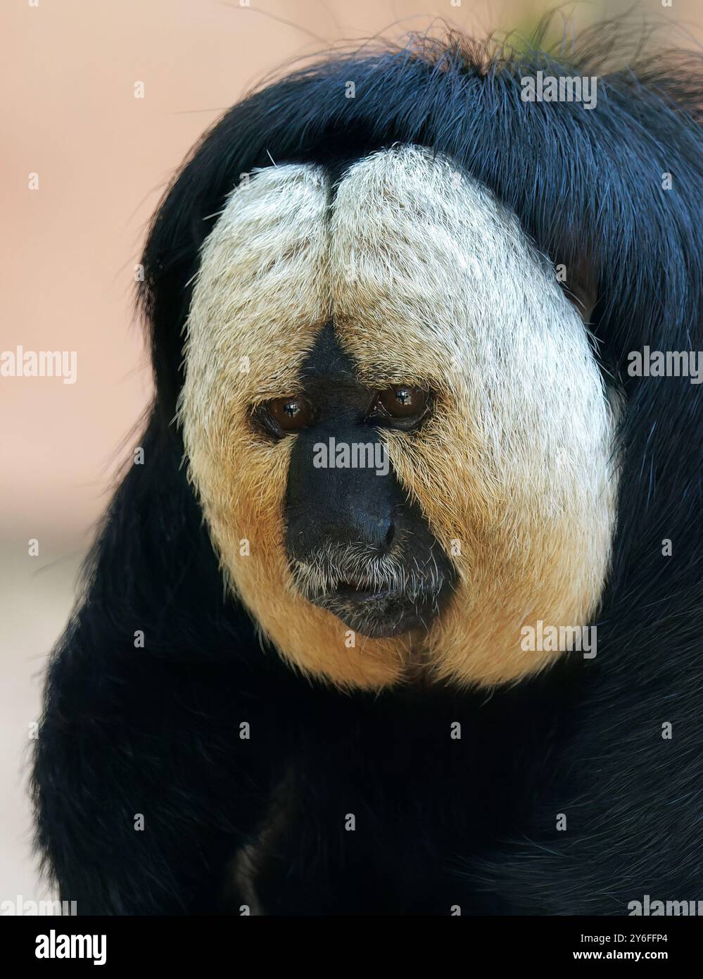 White-faced saki (male), Weißkopfsaki oder Blasskopfsaki, Saki à face ...