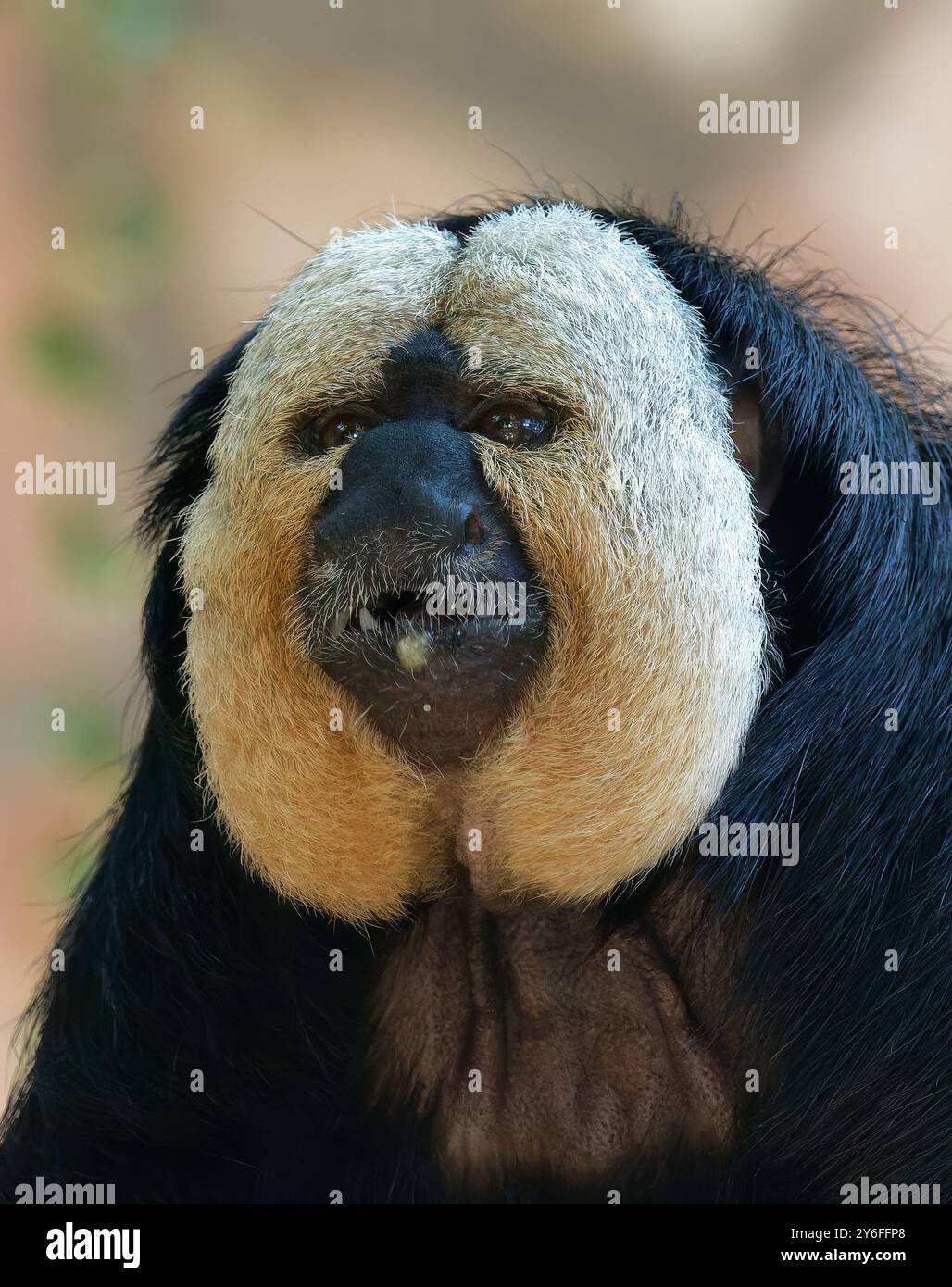 White-faced saki (male), Weißkopfsaki oder Blasskopfsaki, Saki à face ...