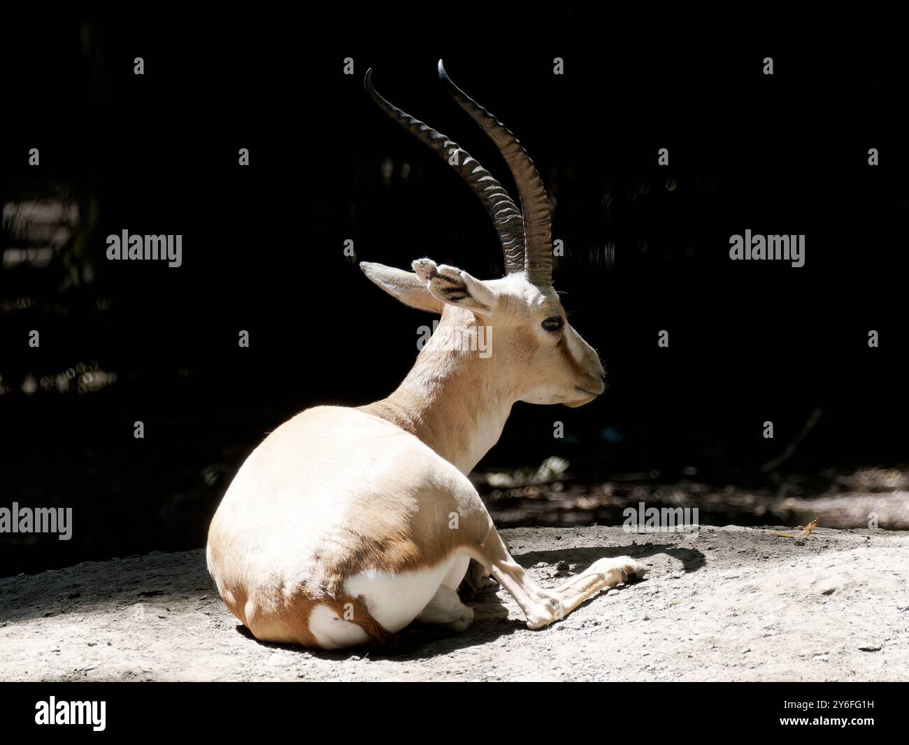 goitered gazelle, black-tailed gazelle, Kropfgazelle, gazelle à goitre ...