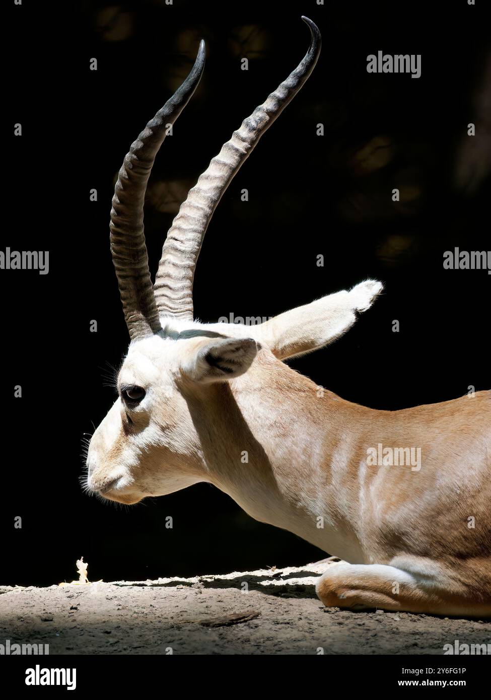 goitered gazelle, black-tailed gazelle, Kropfgazelle, gazelle à goitre ...
