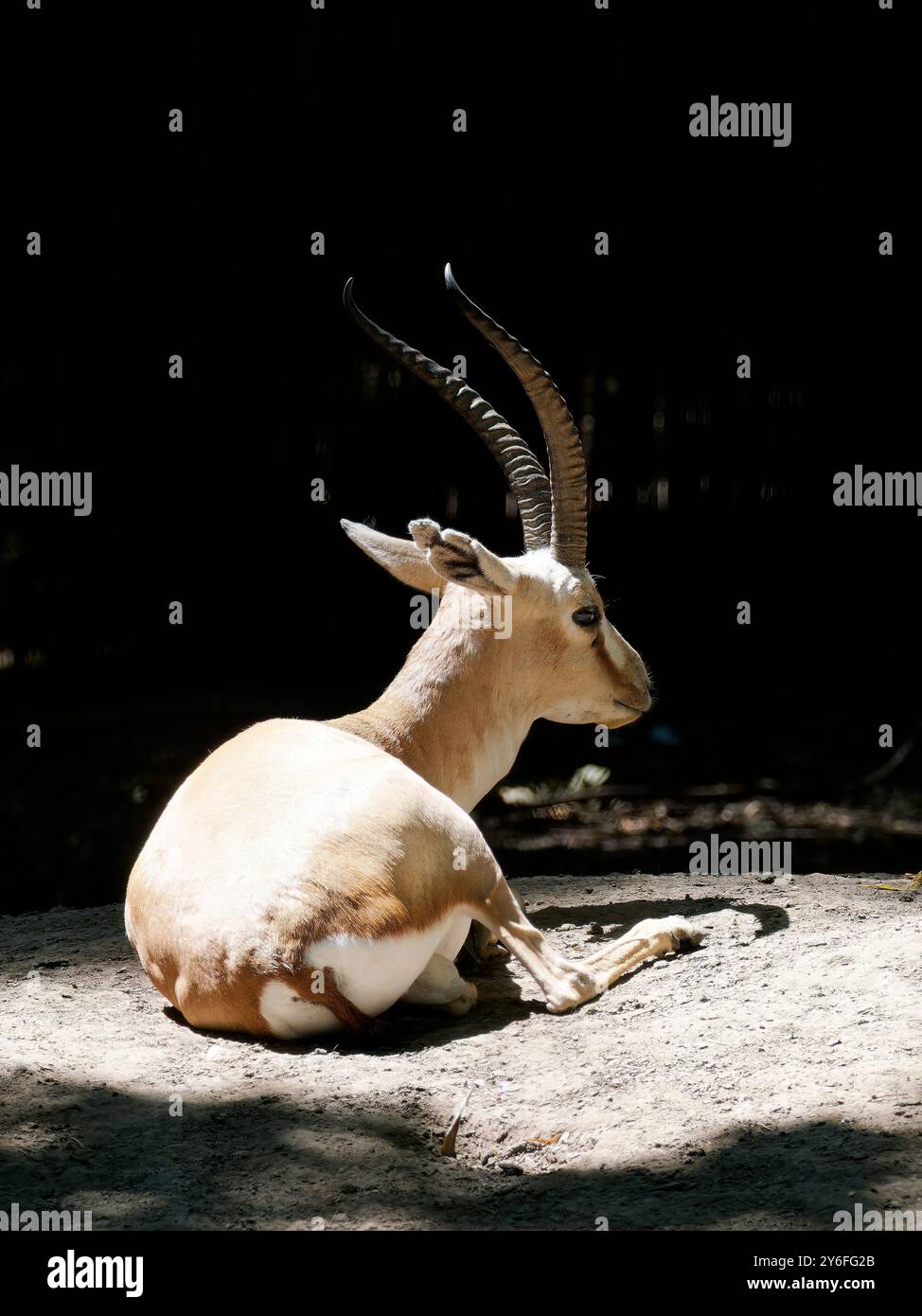 goitered gazelle, black-tailed gazelle, Kropfgazelle, gazelle à goitre ...