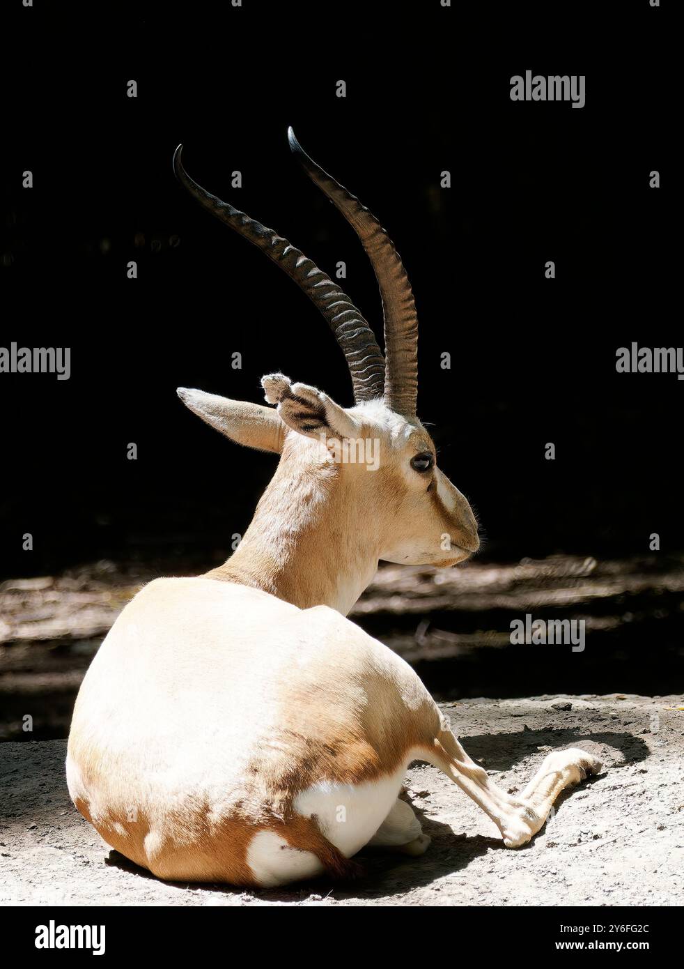 goitered gazelle, black-tailed gazelle, Kropfgazelle, gazelle à goitre ...