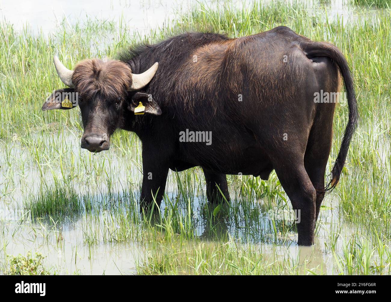 Water buffalo, domestic water buffalo, Wasserbüffel, Bubalus bubalis ...