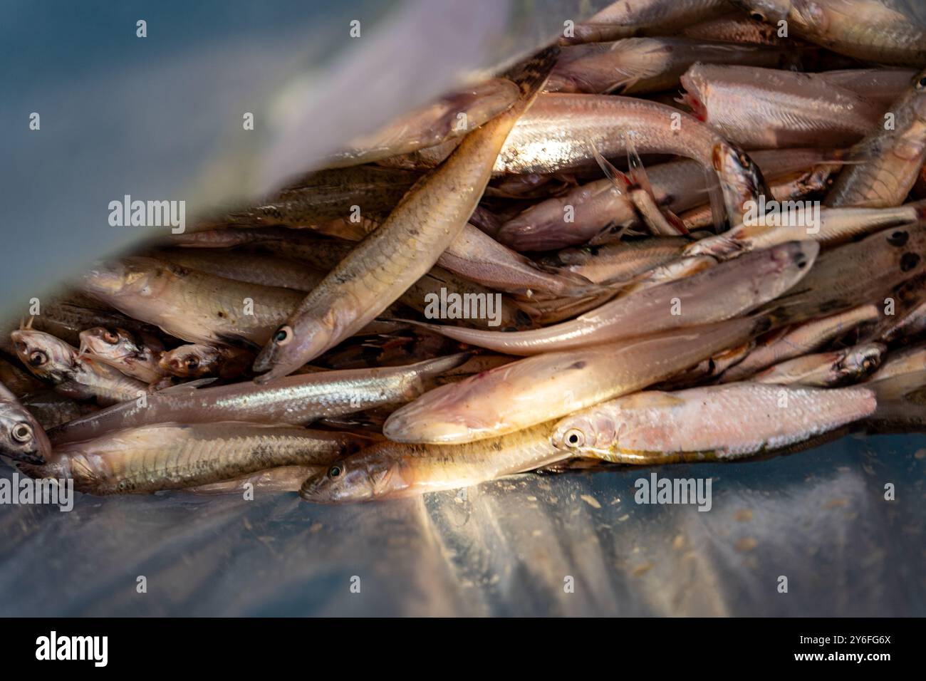 Small river fish in a plastic bag, freshly caught fish, Ganges River ...