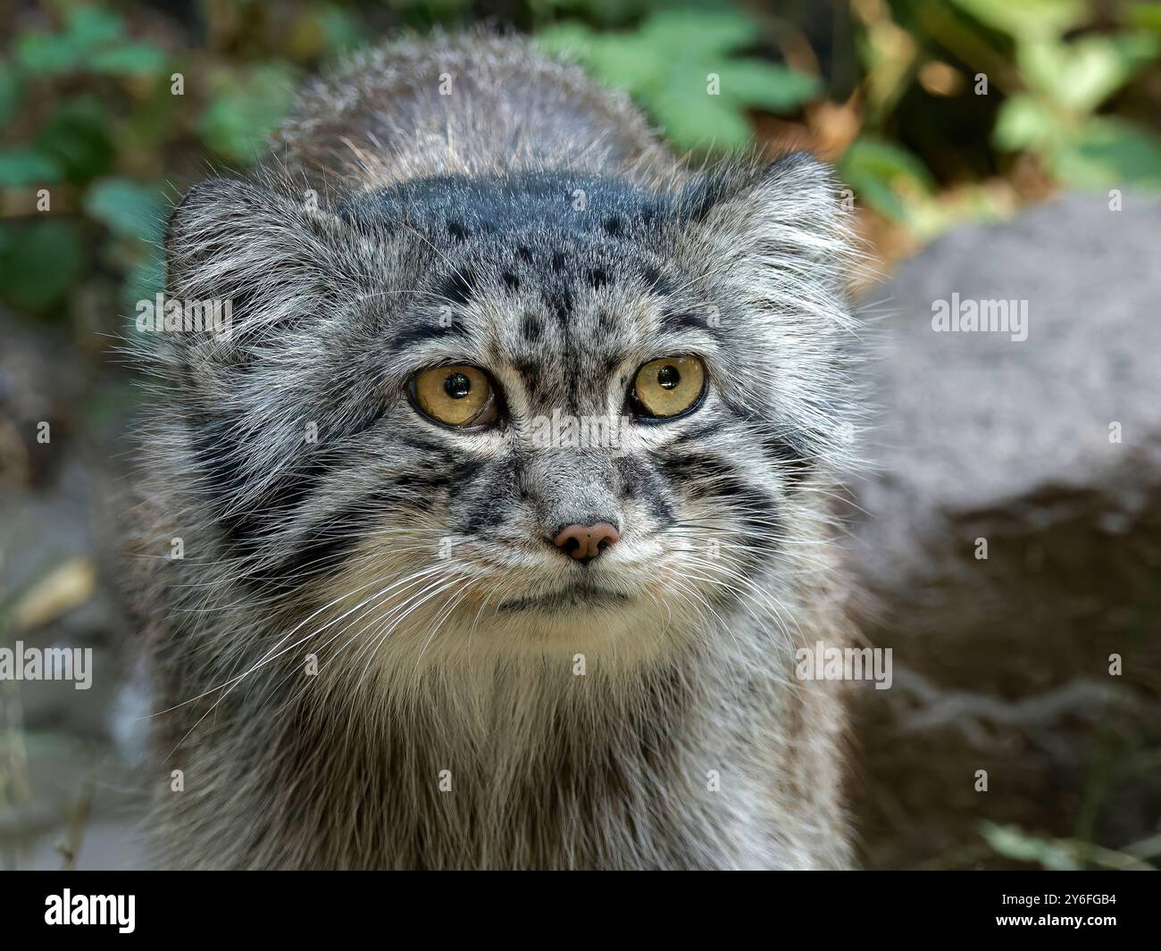 Pallas's cat, manul, Pallaskatze, Chat de Pallas, Otocolobus manul ...
