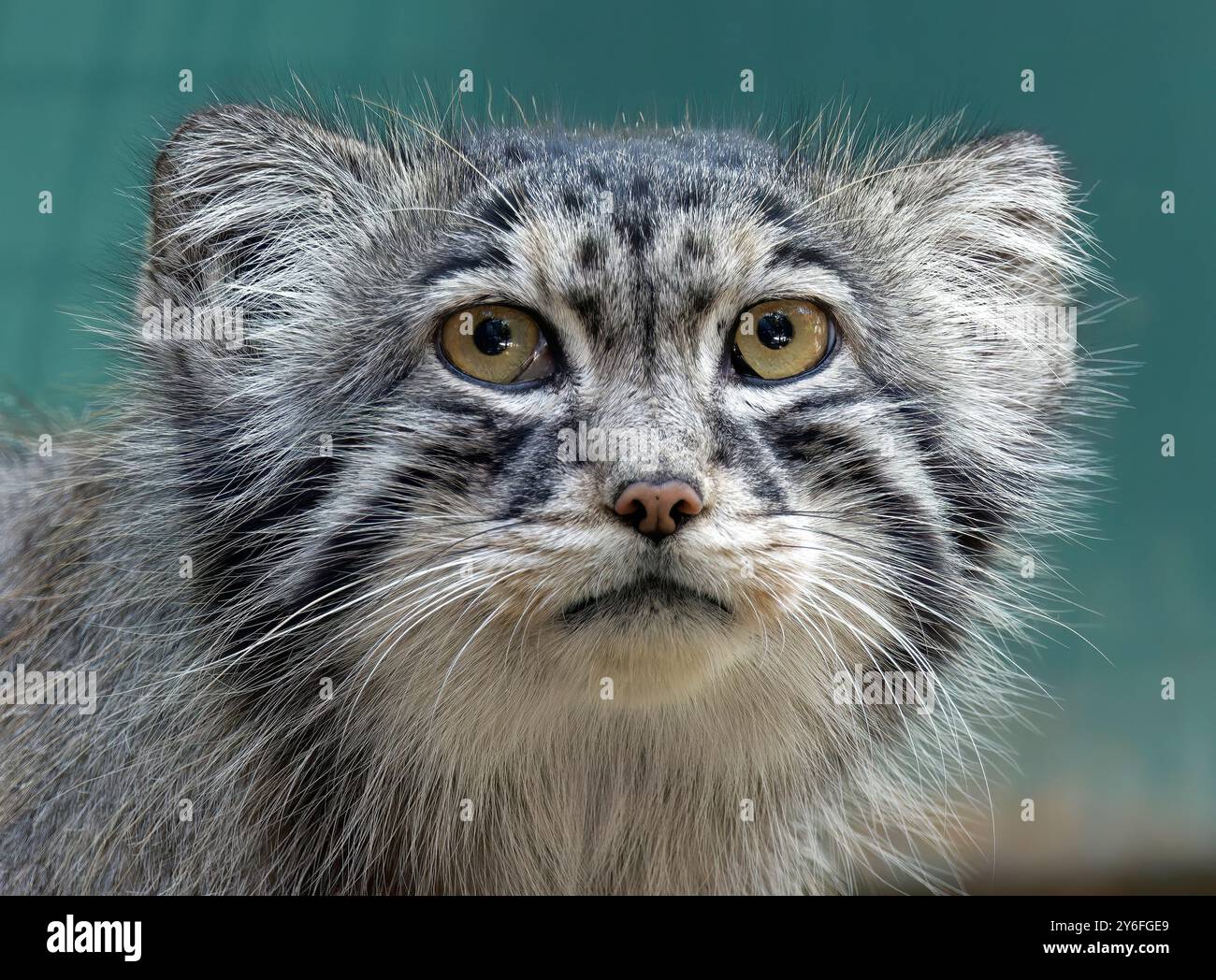 Pallas's cat, manul, Pallaskatze, Chat de Pallas, Otocolobus manul ...