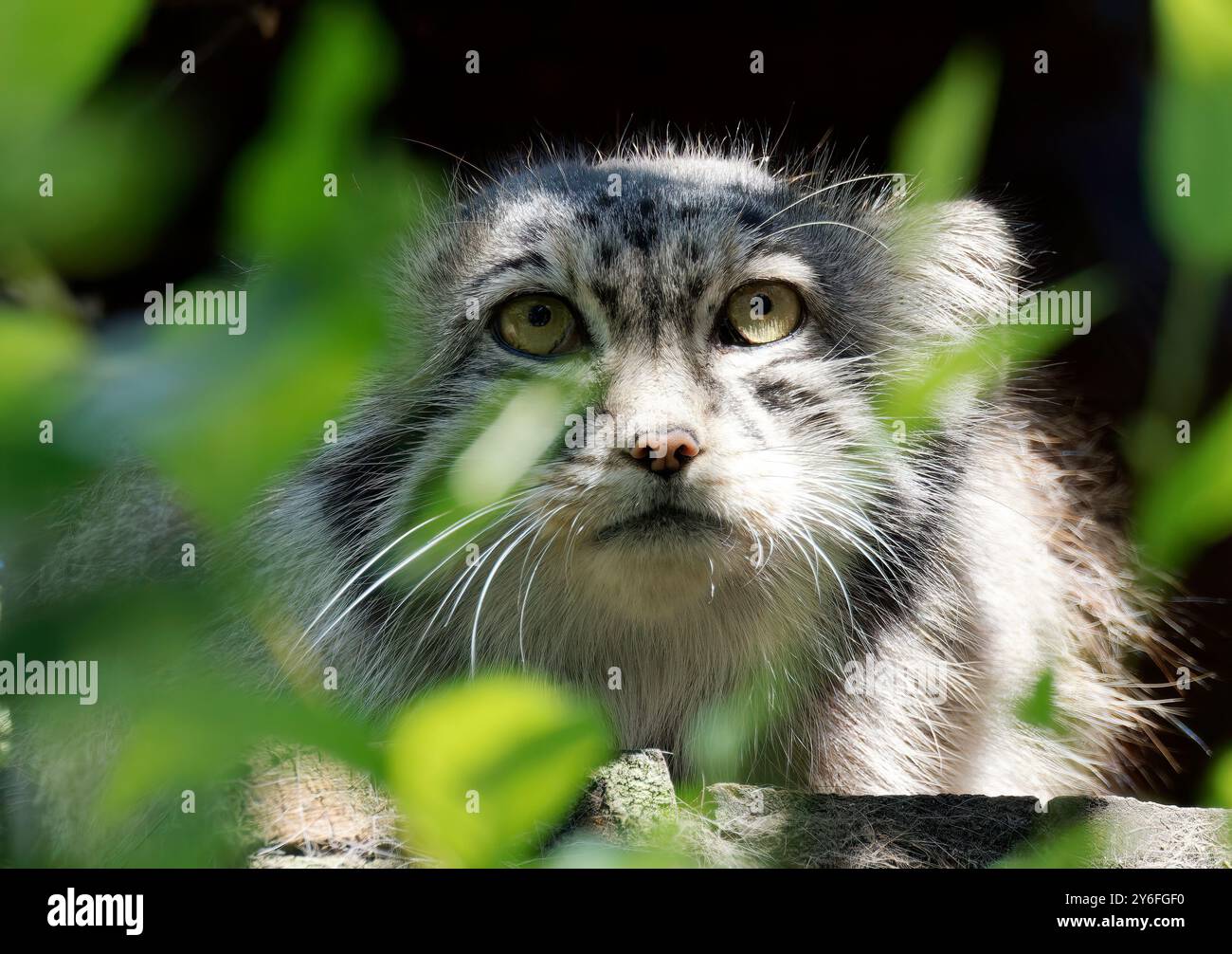 Pallas's cat, manul, Pallaskatze, Chat de Pallas, Otocolobus manul ...