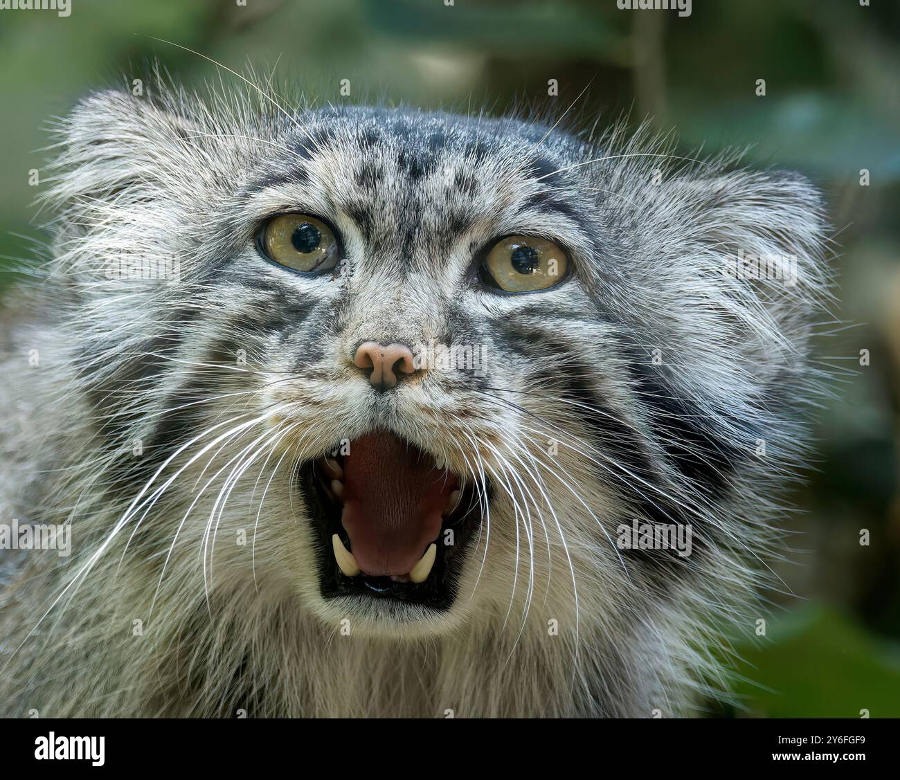 Pallas's cat, manul, Pallaskatze, Chat de Pallas, Otocolobus manul ...