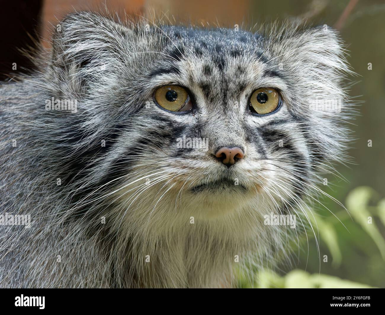 Pallas's cat, manul, Pallaskatze, Chat de Pallas, Otocolobus manul ...