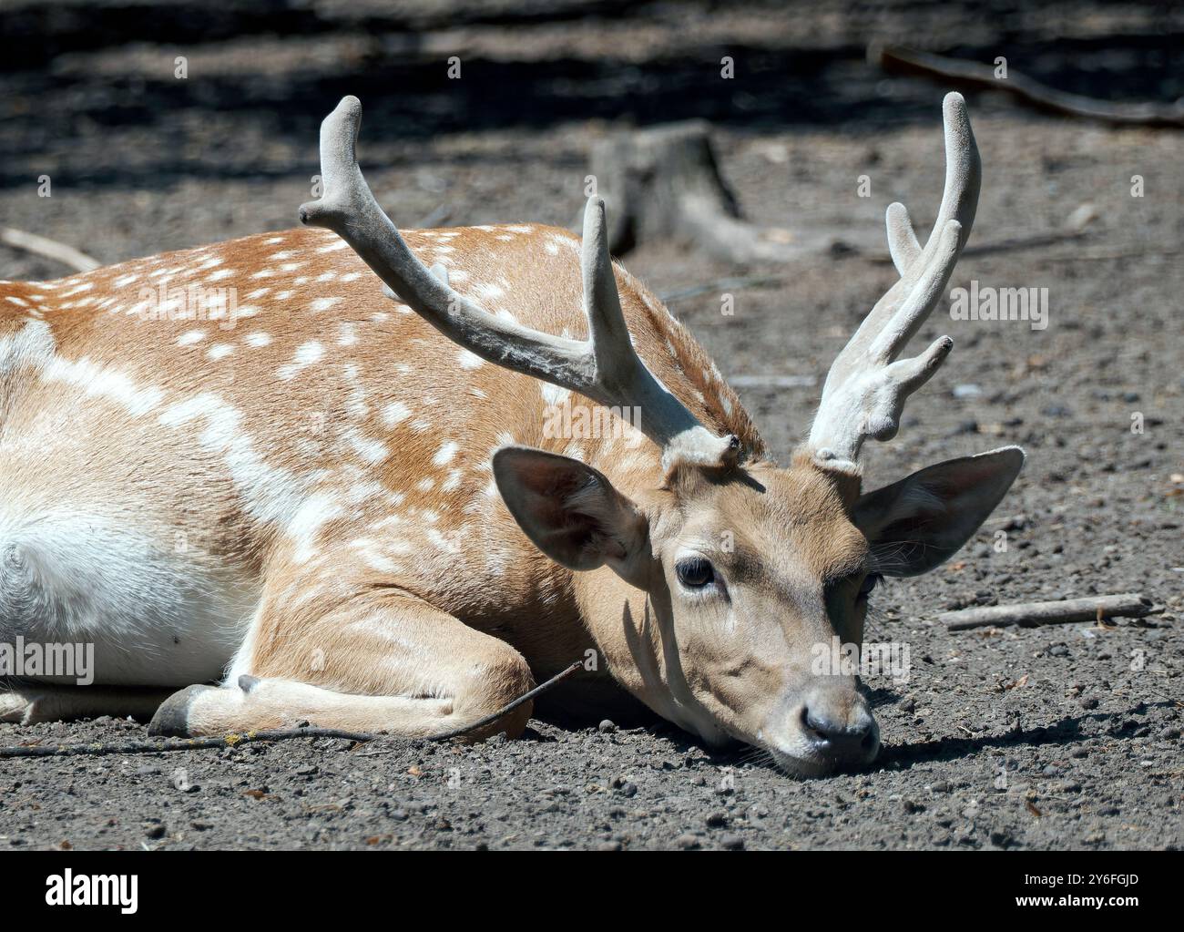Persian fallow deer, Mesopotamischer Damhirsch, Daim Persan, Dama ...