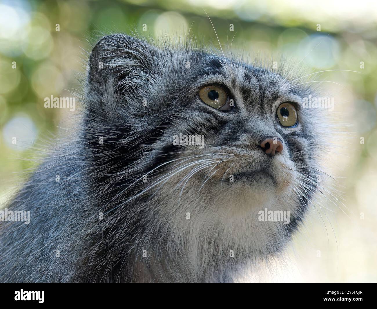 Pallas's cat, manul, Pallaskatze, Chat de Pallas, Otocolobus manul ...