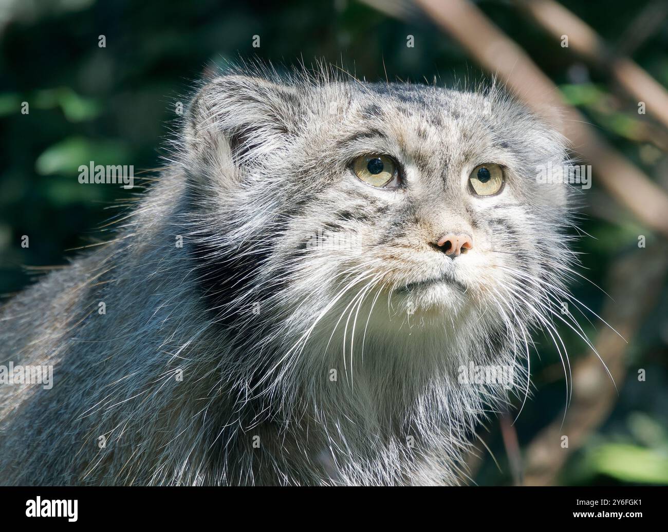 Chat de pallas hi-res stock photography and images - Alamy