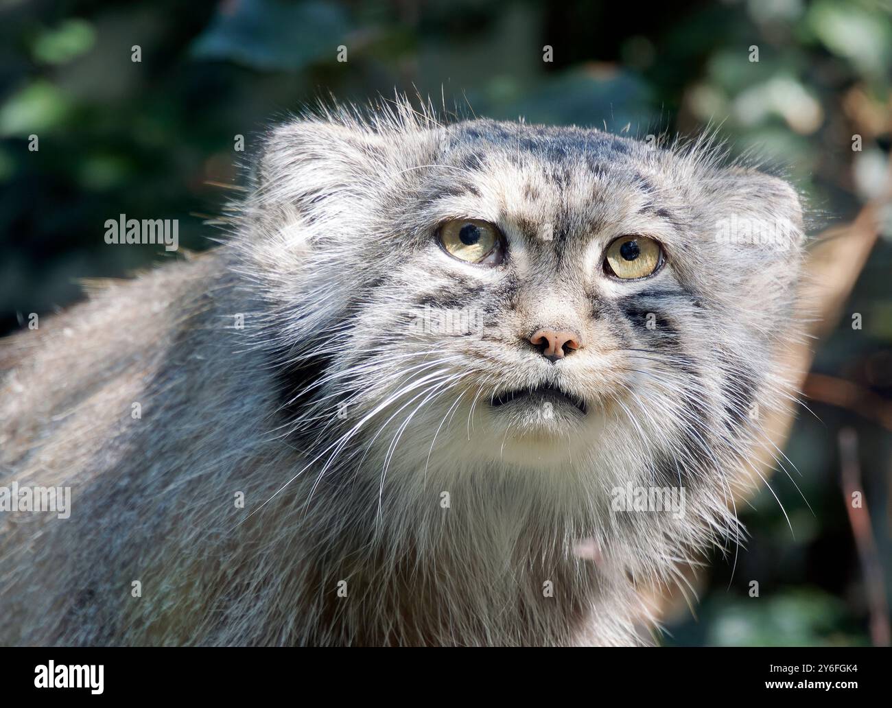 Pallas's cat, manul, Pallaskatze, Chat de Pallas, Otocolobus manul ...