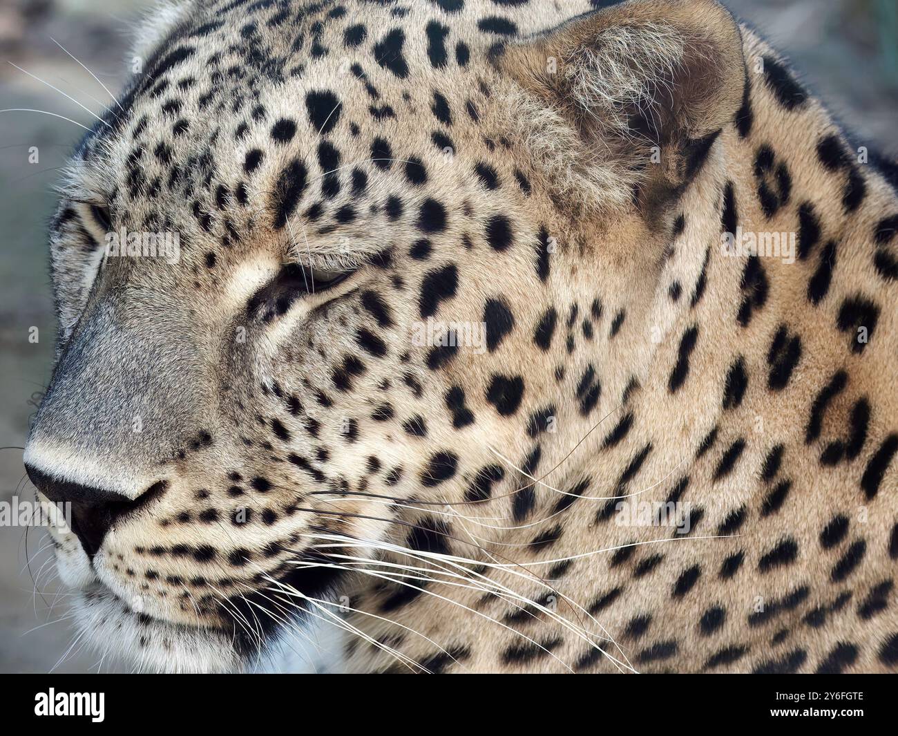 Persian leopard, Anatolian leopard, Caucasian leopard, Persischer ...