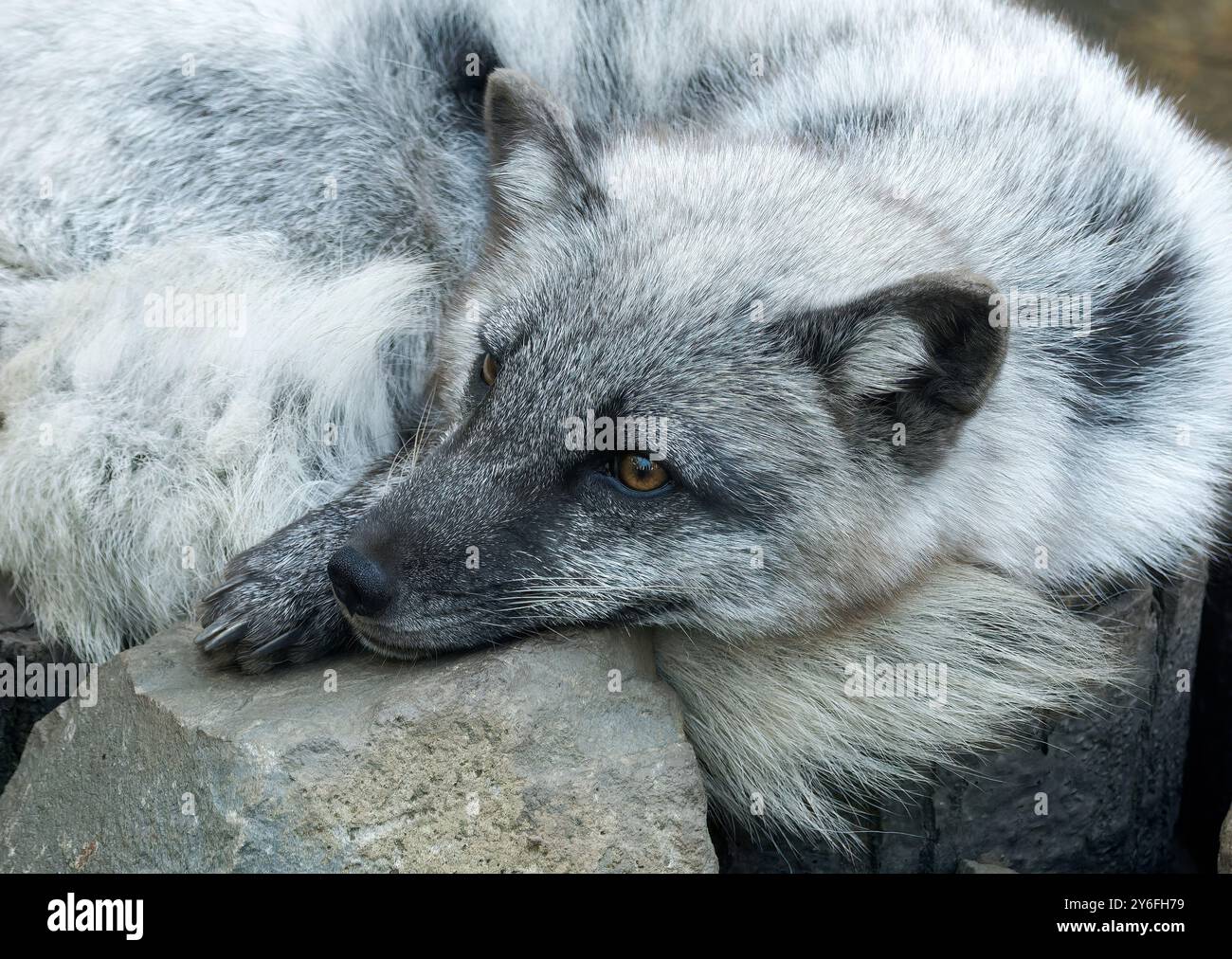 Arctic fox, white fox, polar fox, snow fox, Polarfuchs, Renard polaire ...