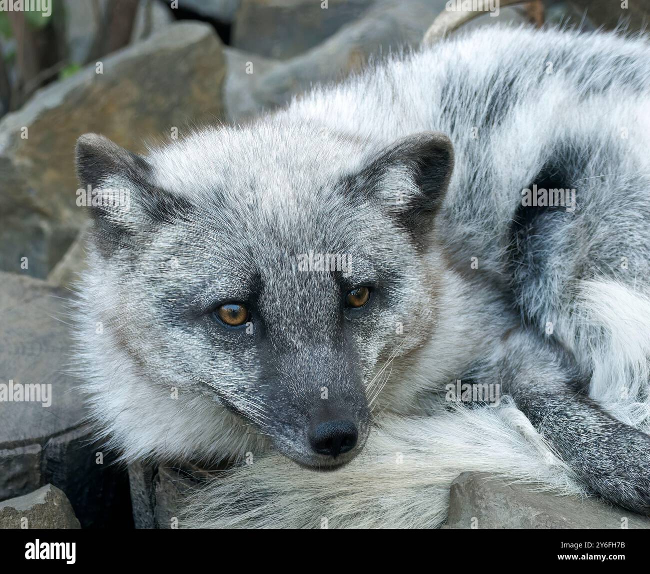 Arctic fox, white fox, polar fox, snow fox, Polarfuchs, Renard polaire ...