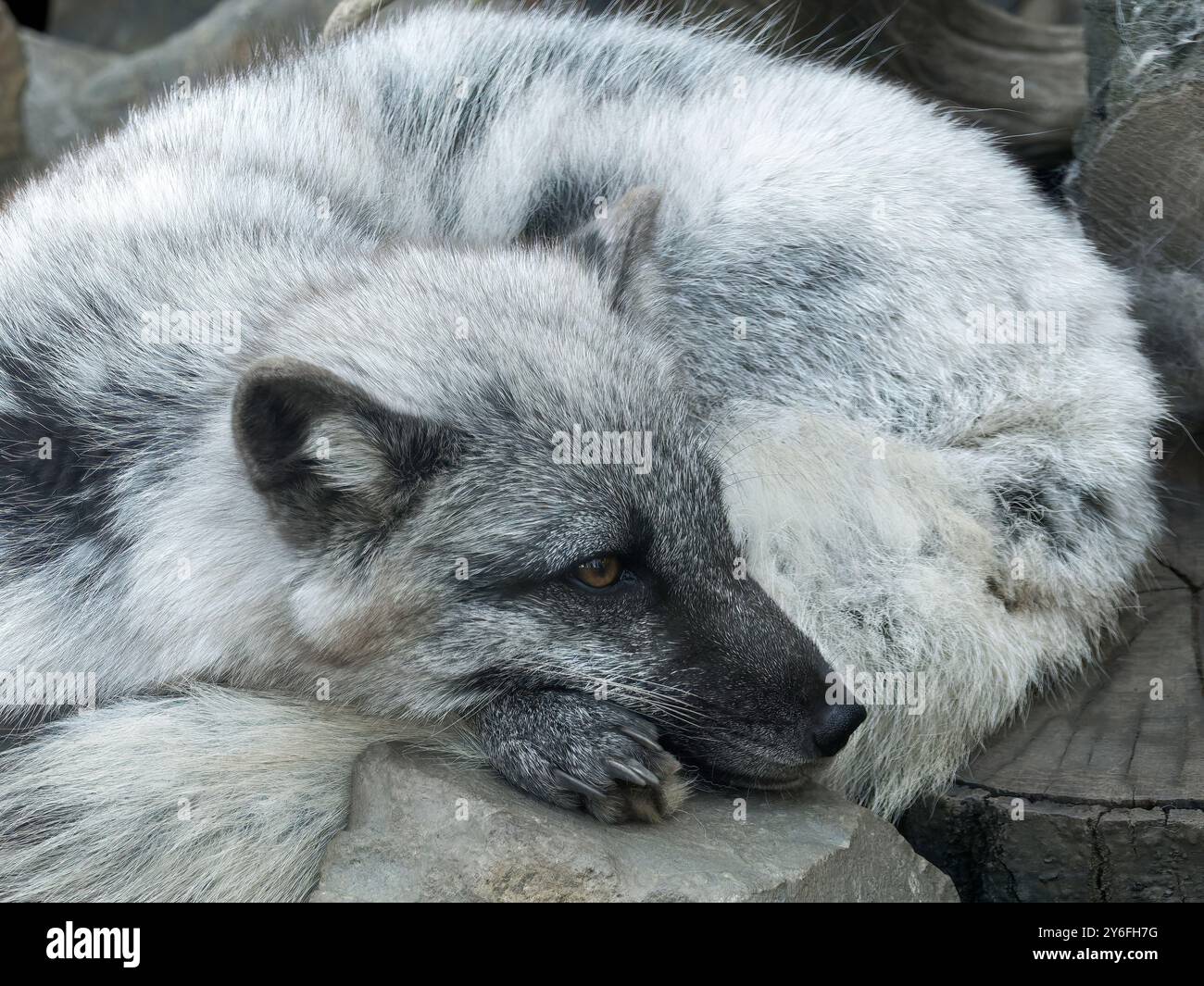 Arctic fox, white fox, polar fox, snow fox, Polarfuchs, Renard polaire ...