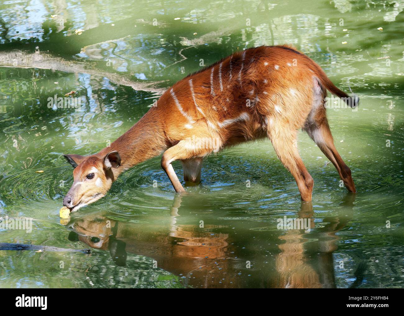 marshbuck (male), Wasserkudu, sitatunga, Tragelaphus spekii, szitutunga ...
