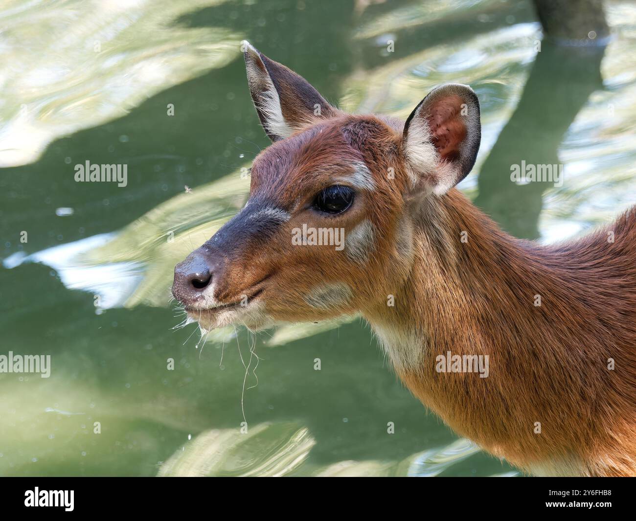 marshbuck (male), Wasserkudu, sitatunga, Tragelaphus spekii, szitutunga ...