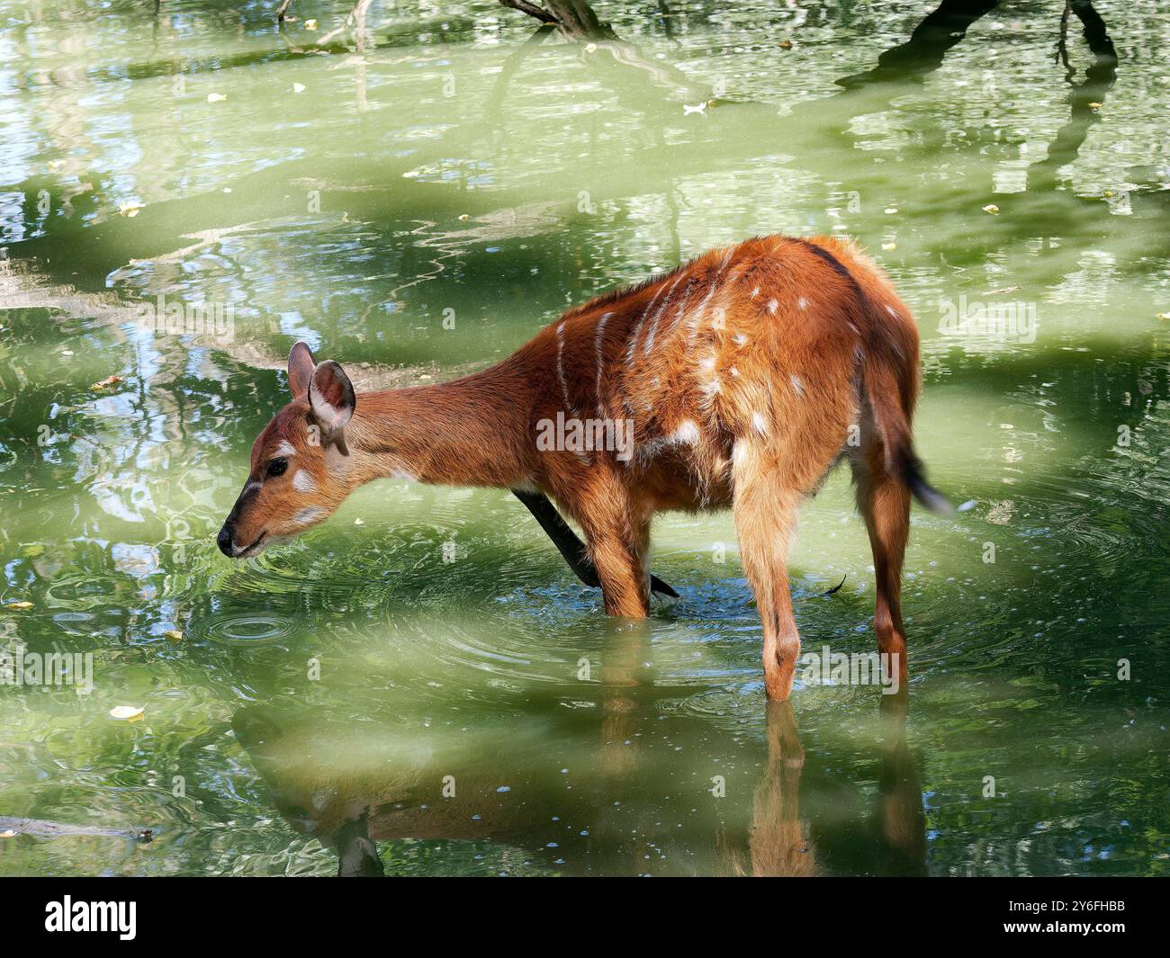 marshbuck (male), Wasserkudu, sitatunga, Tragelaphus spekii, szitutunga ...