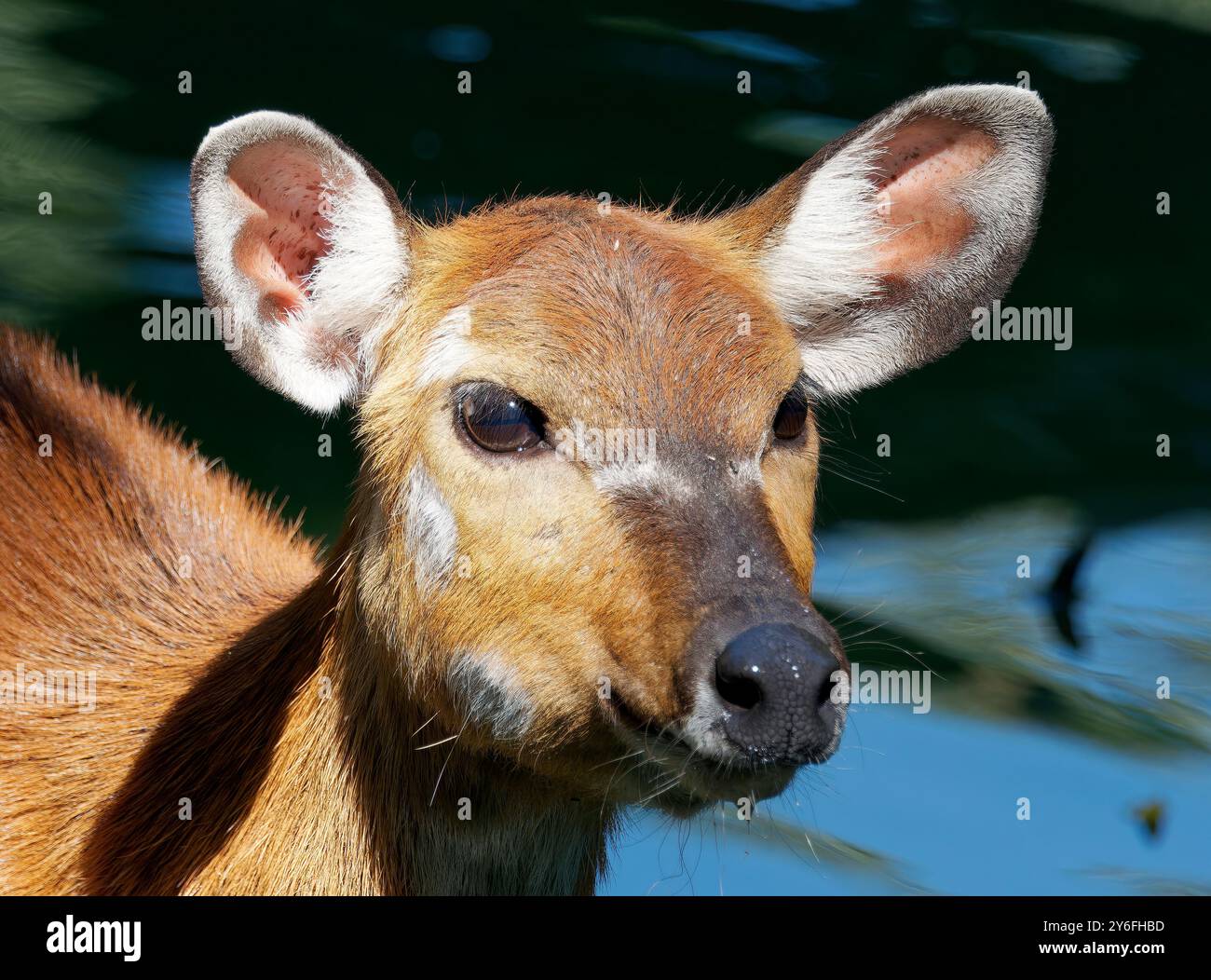 marshbuck (male), Wasserkudu, sitatunga, Tragelaphus spekii, szitutunga ...
