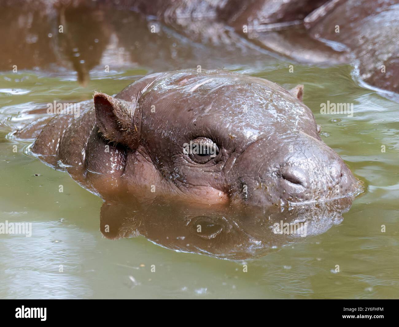 Pygmy hippopotamus, Zwergflusspferd, hippopotame pygmée, Hexaprotodon ...
