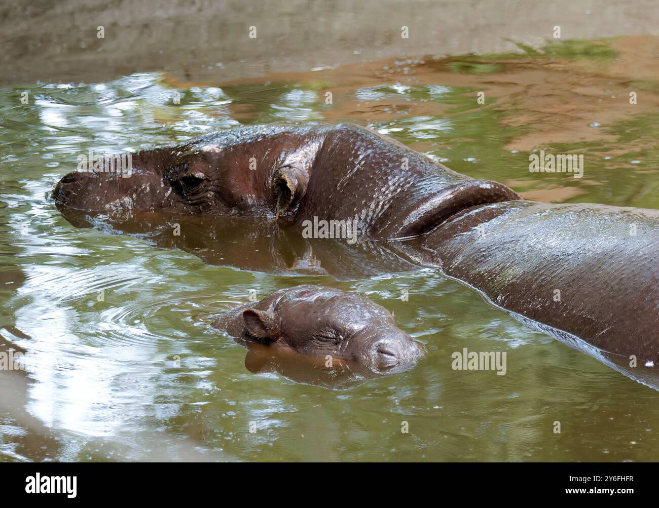 Pygmy hippopotamus, Zwergflusspferd, hippopotame pygmée, Hexaprotodon ...